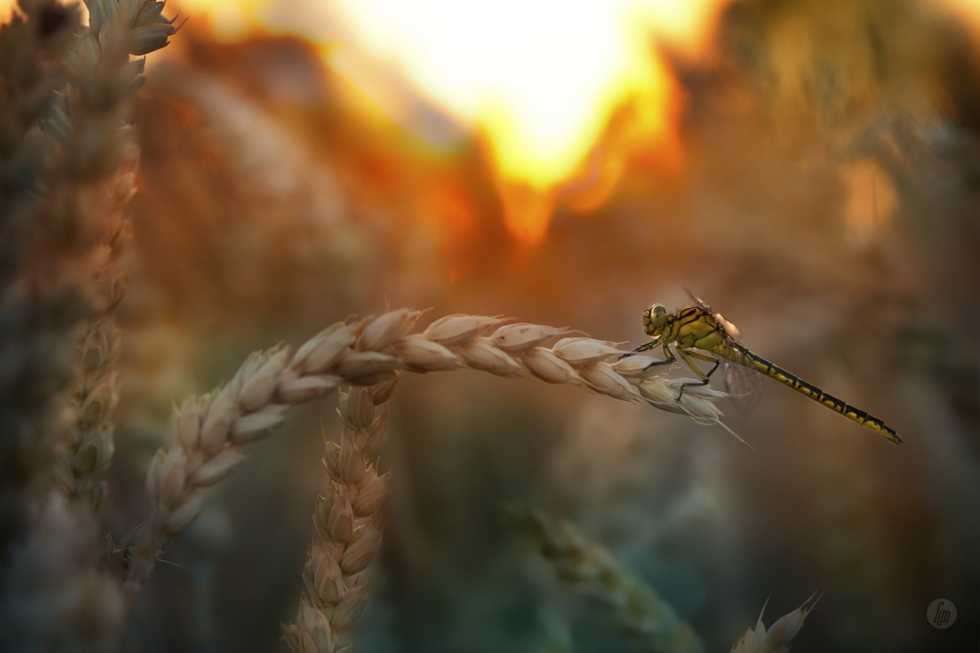 Download Nature Blur Insect Close-up Wheat Animal Dragonfly HD Wallpaper