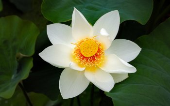 Download Nature White Flower Flower Lotus PFP