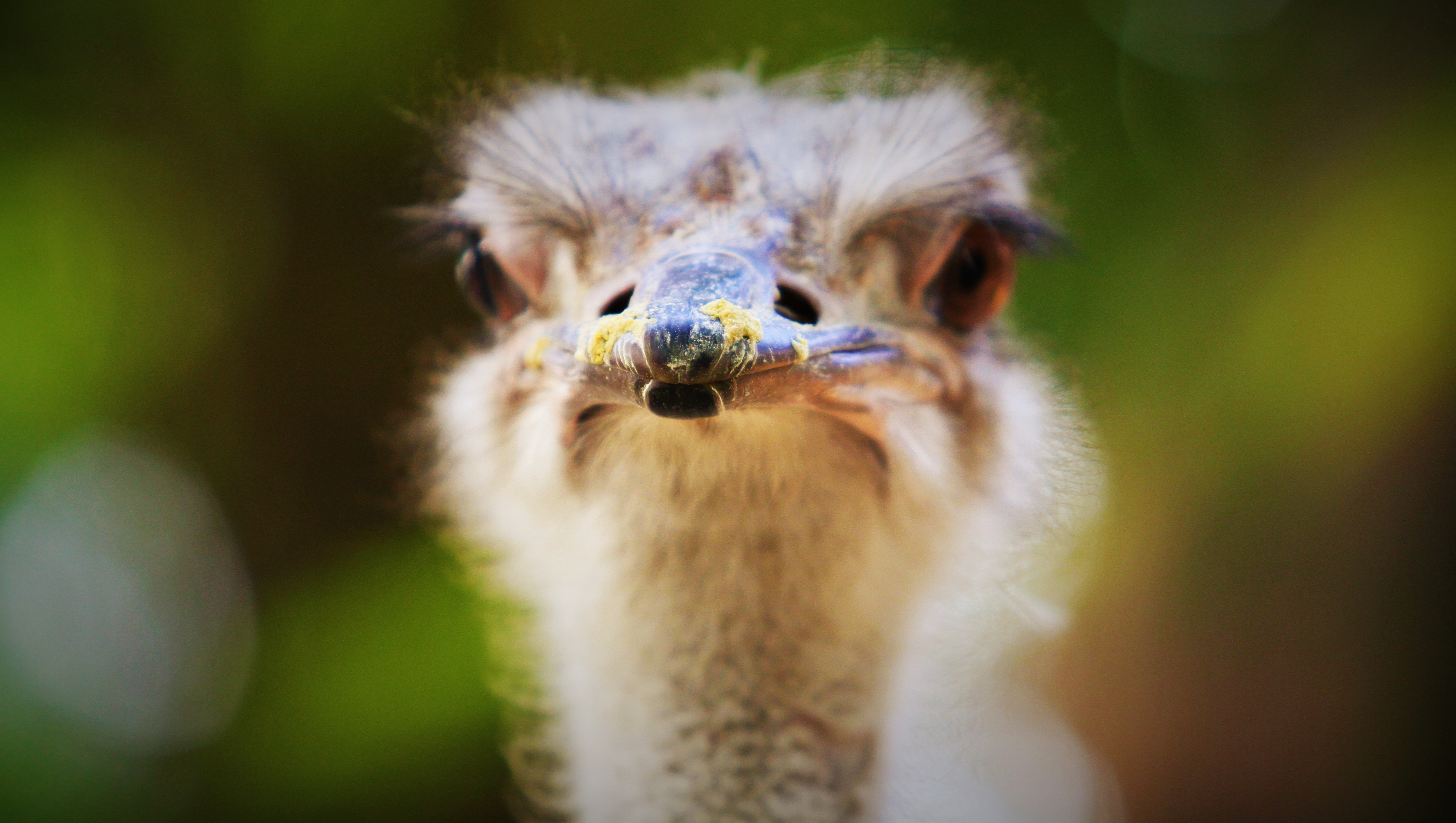 Serious Ostrich by Hieu353Extrope