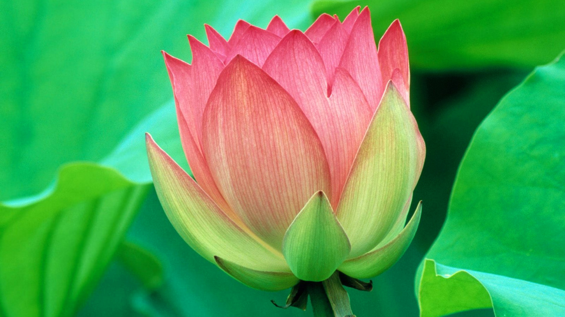 Download Close-up Nature Pink Flower Flower Lotus HD Wallpaper
