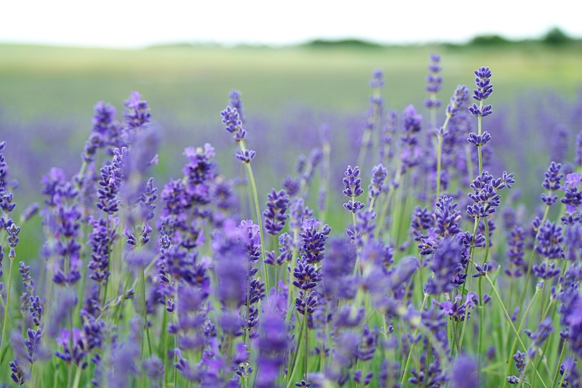 Download Purple Flower Flower Nature Lavender 4k Ultra HD Wallpaper ...