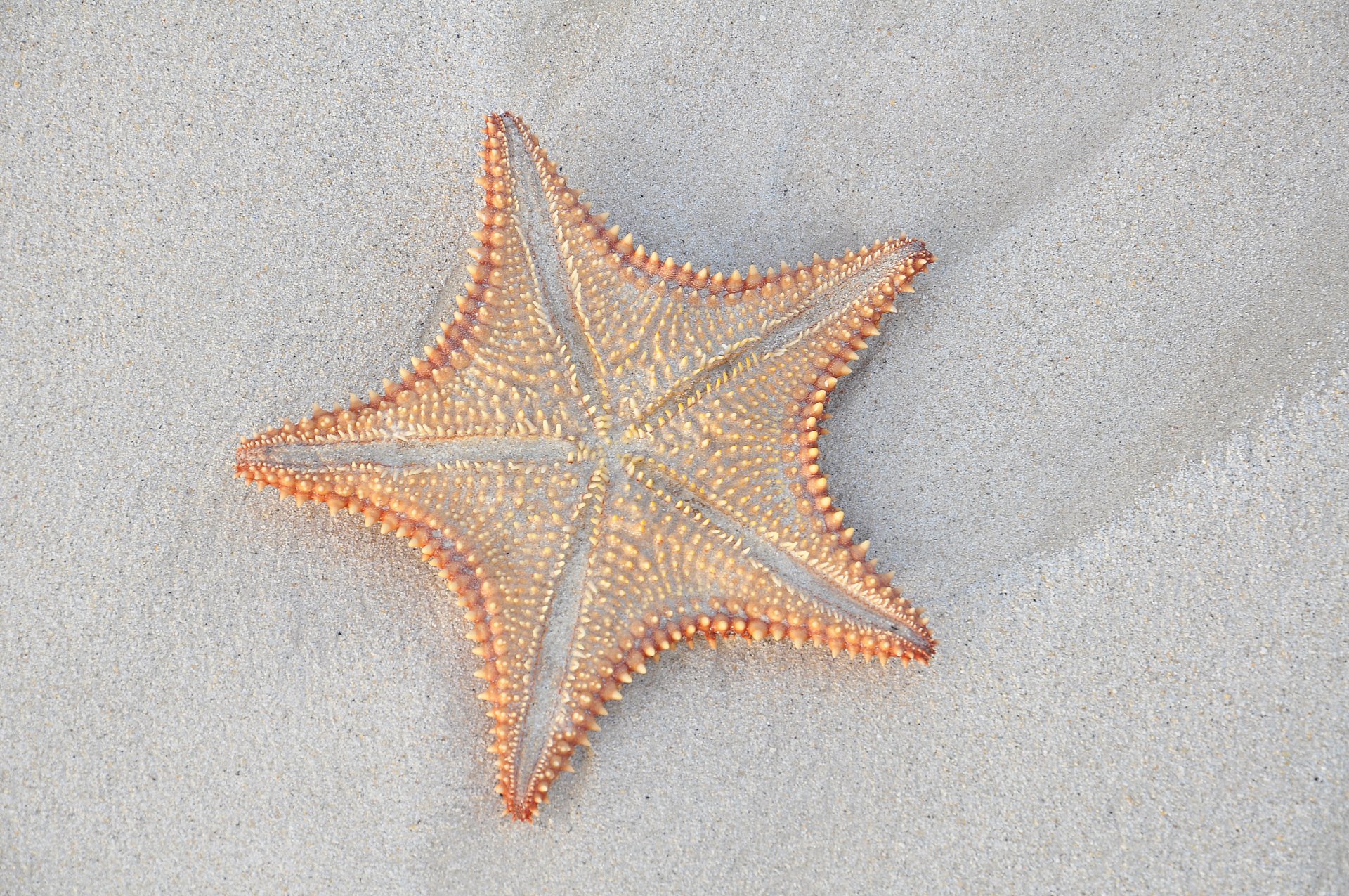 Starfish 4k Ultra HD Wallpaper