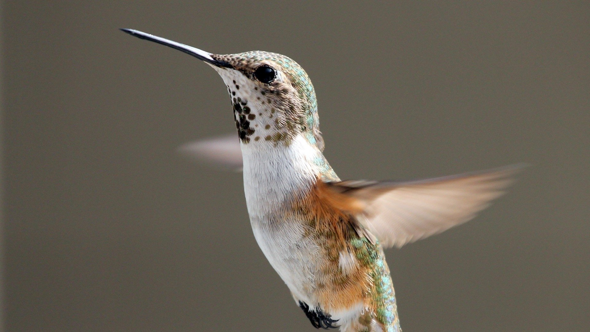 Majestic Hummingbird in HD – Vibrant Animal Wallpaper | 1920x1080 ...