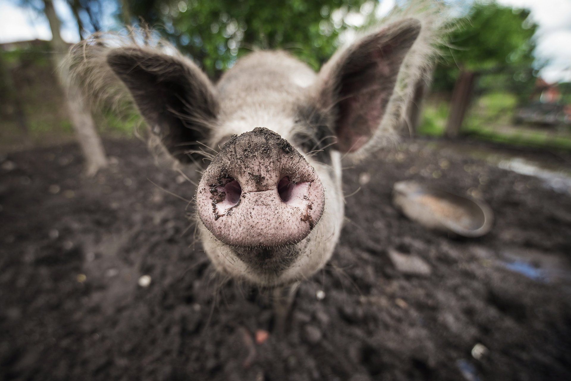Charming Pig Portrait - HD Wallpaper