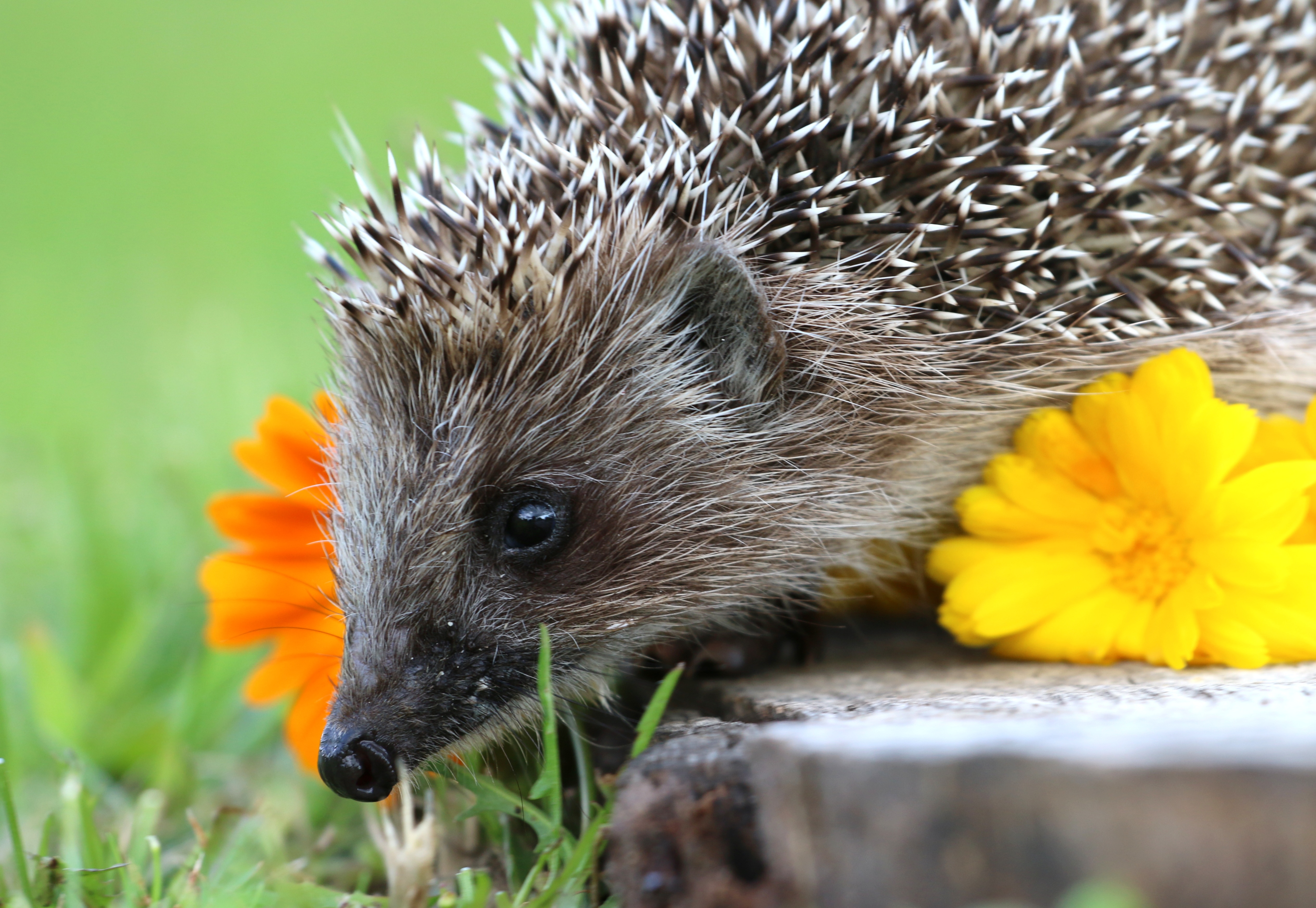 Download Animal Hedgehog 4k Ultra HD Wallpaper