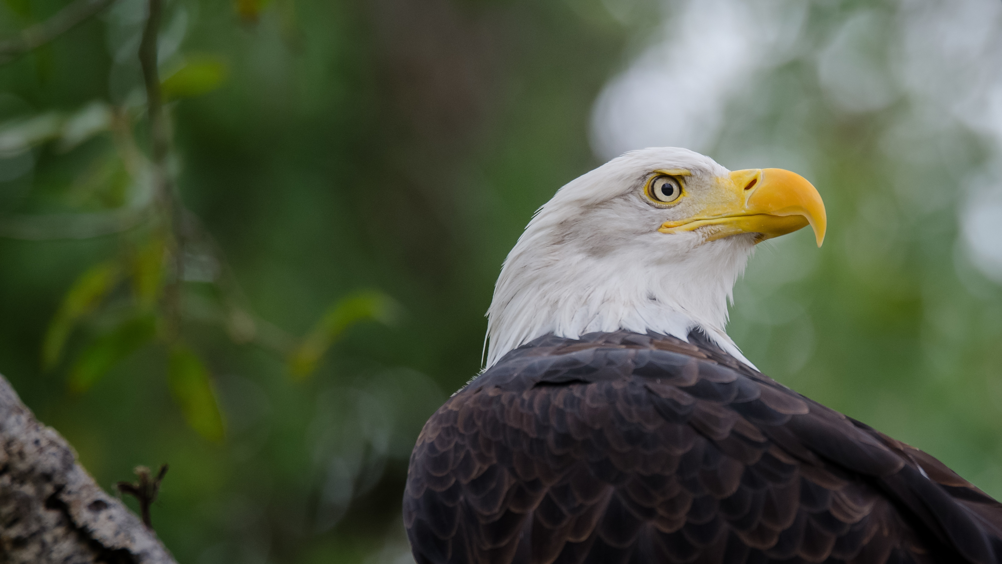 Download Bokeh Bird Eagle Animal Bald Eagle HD Wallpaper