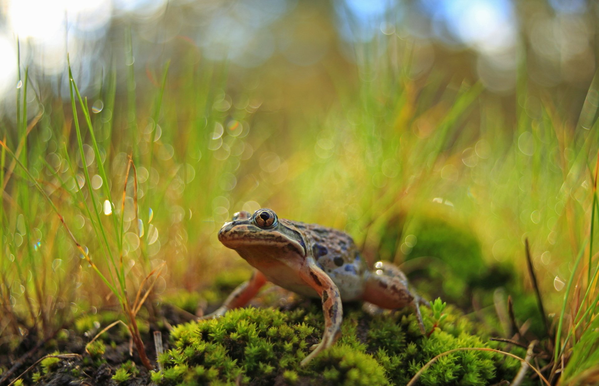 Serene Frog in Lush Bokeh Grass – HD Nature Wallpaper | 2047x1321 ...