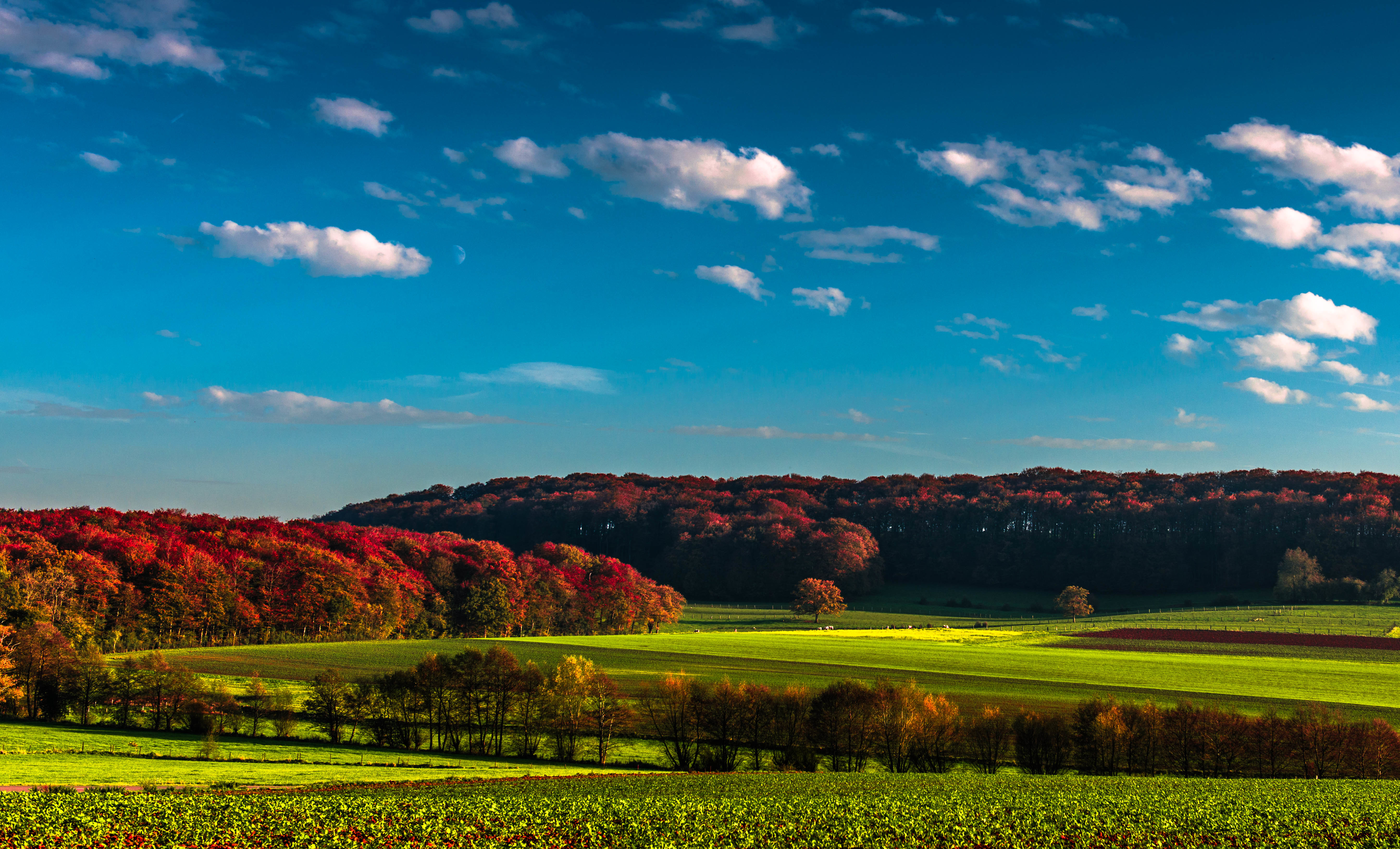 Download Fall Tree Sky Field Nature Landscape 4k Ultra HD Wallpaper