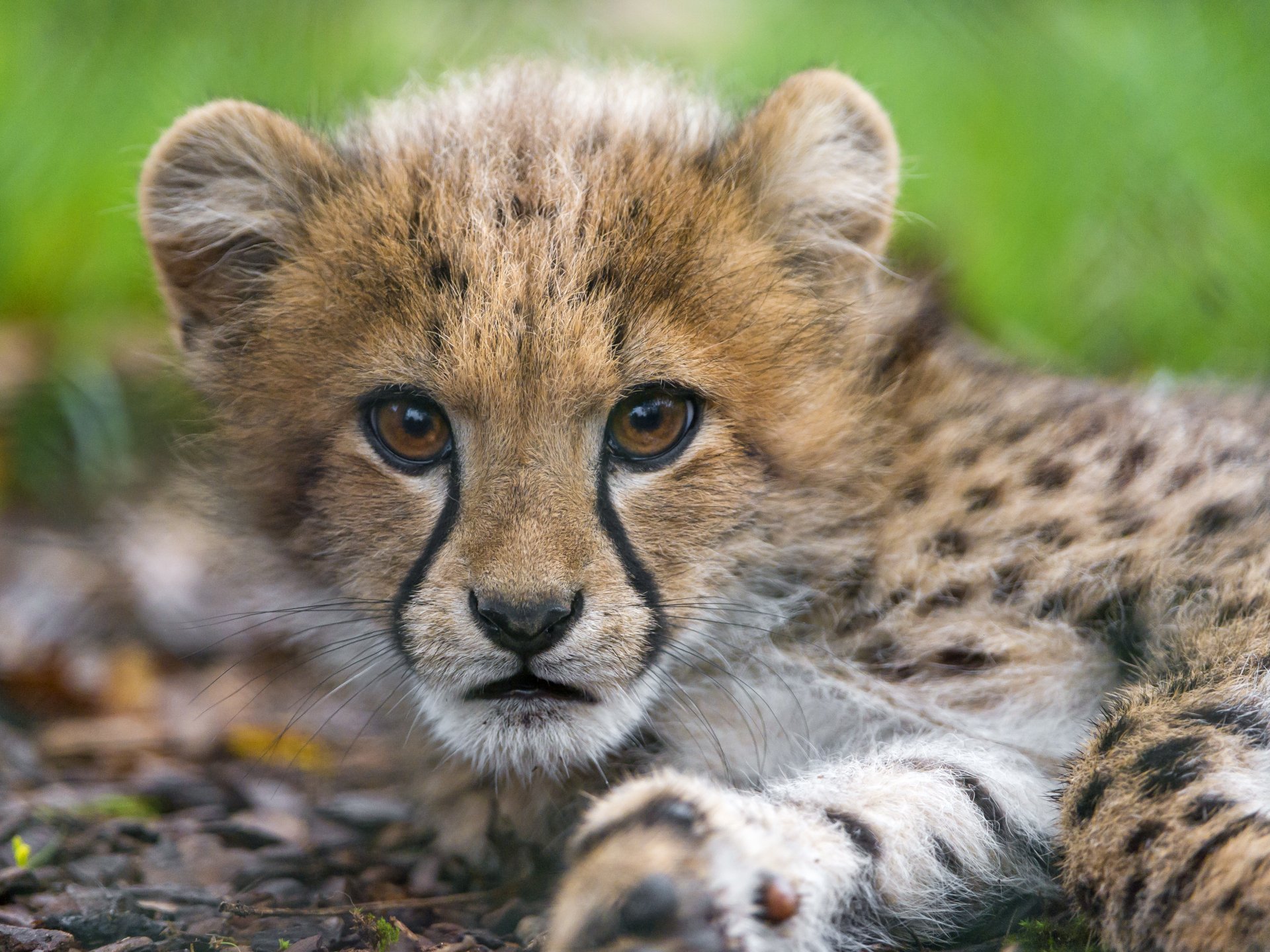 Download Muzzle Close-up Baby Animal Cub Animal Cheetah 4k Ultra HD ...
