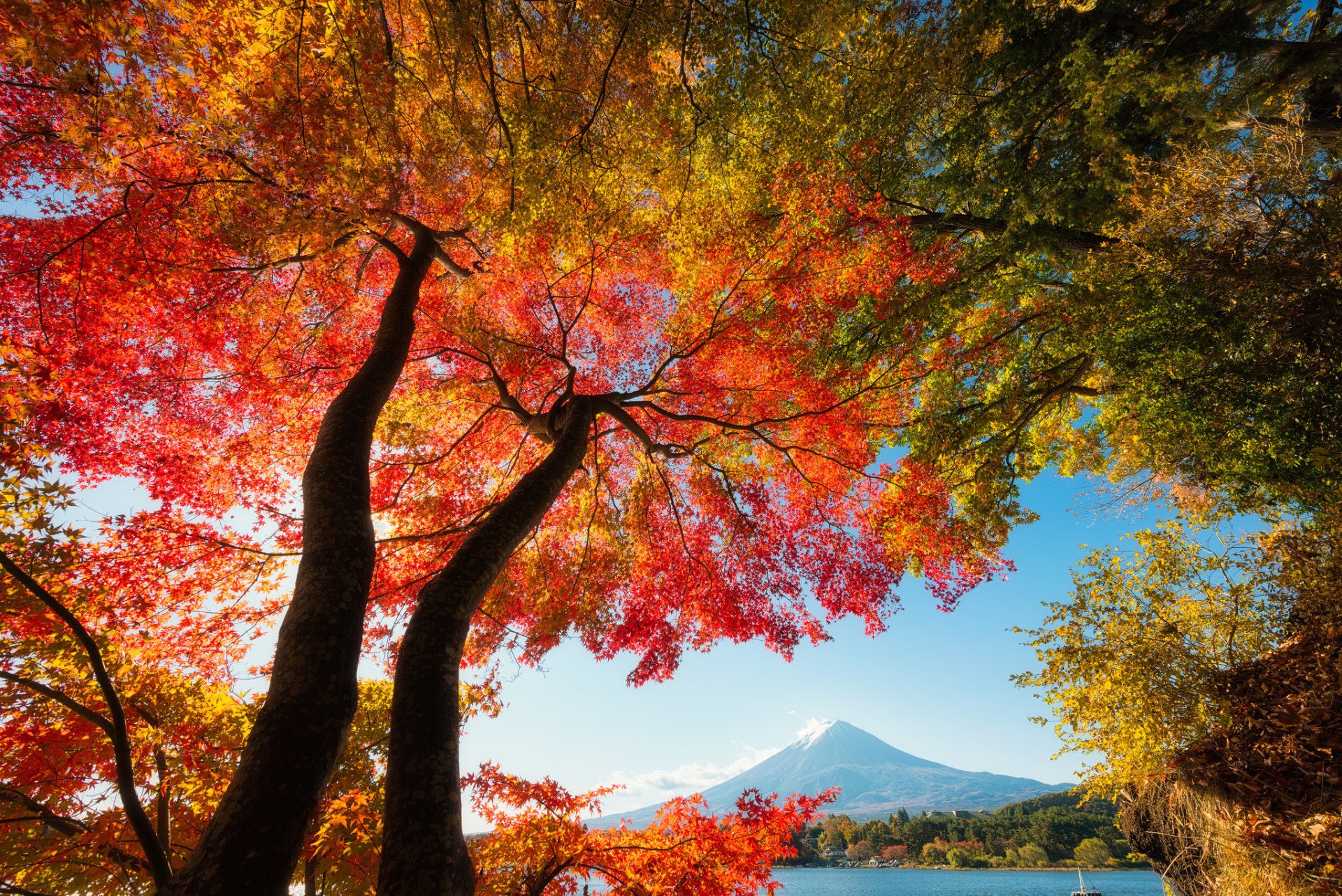 Download Japan Mount Fuji Branch Fall Sky Nature Tree HD Wallpaper