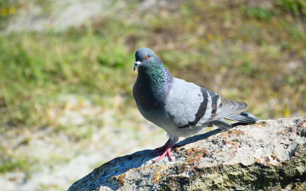 [10+] Pigeon 4k Wallpapers