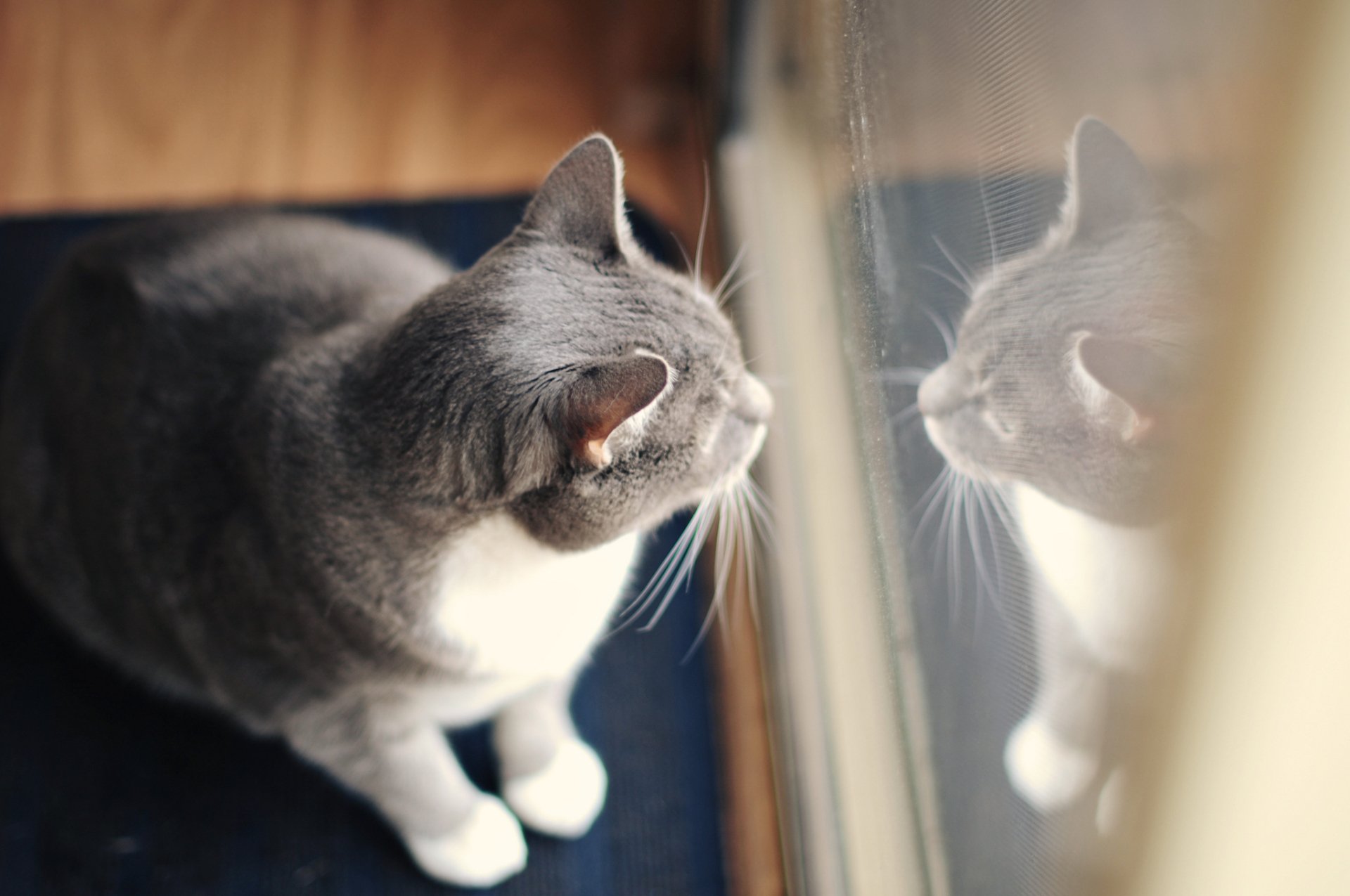 Download Window Reflection Animal Cat HD Wallpaper