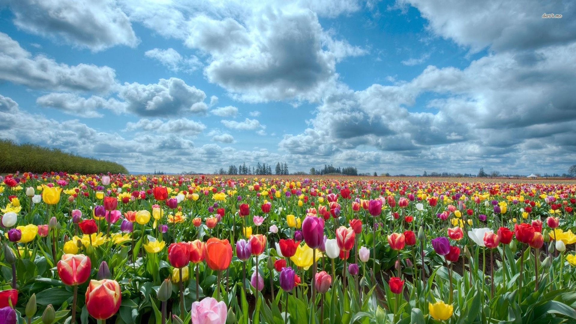 Vibrant Tulip Meadow: HD Nature’s Blooming Masterpiece