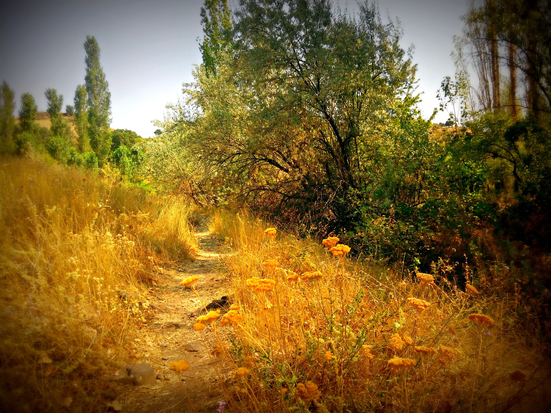 Download Nature Tree Path HD Wallpaper