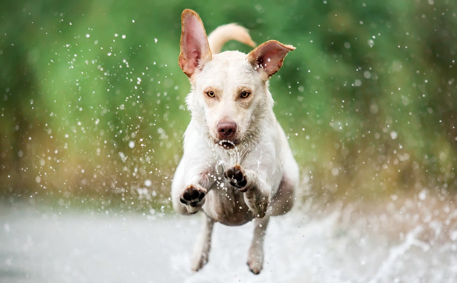 Download Water Splash Animal Dog HD Wallpaper by Aleksandra Kielreuter