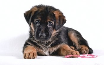 Download Baby Animal Puppy German Shepherd Dog Animal PFP