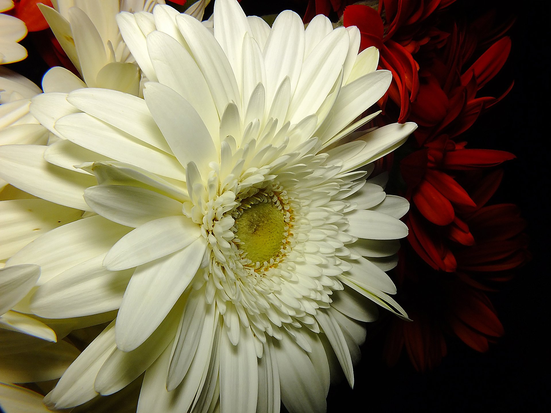 Download Red Flower White Flower Flower Nature Gerbera 4k Ultra HD ...
