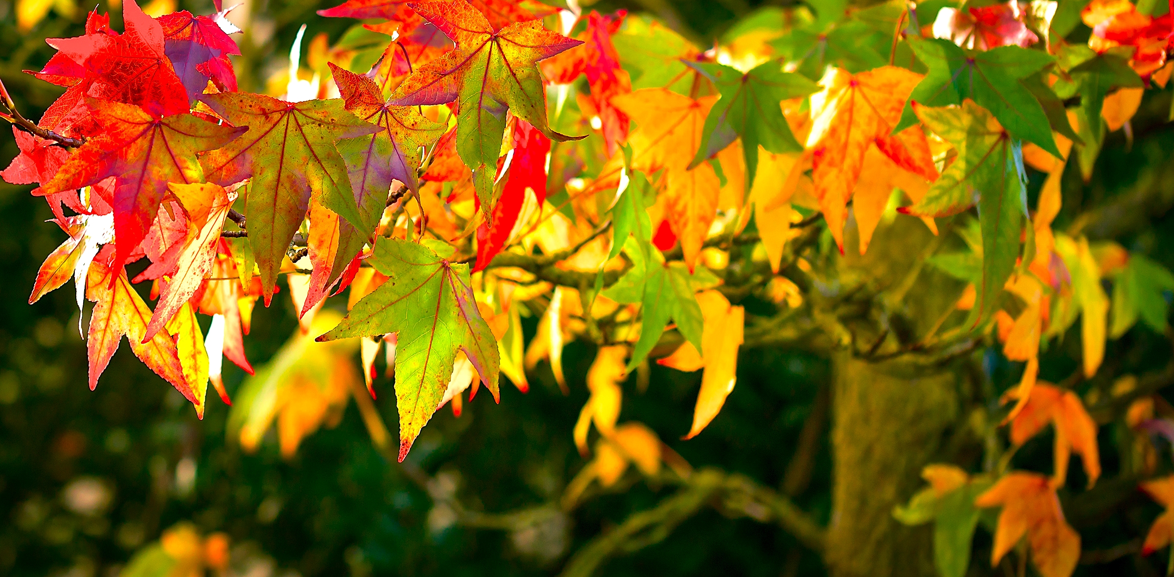 Download Sunshine Fall Branch Nature Leaf HD Wallpaper