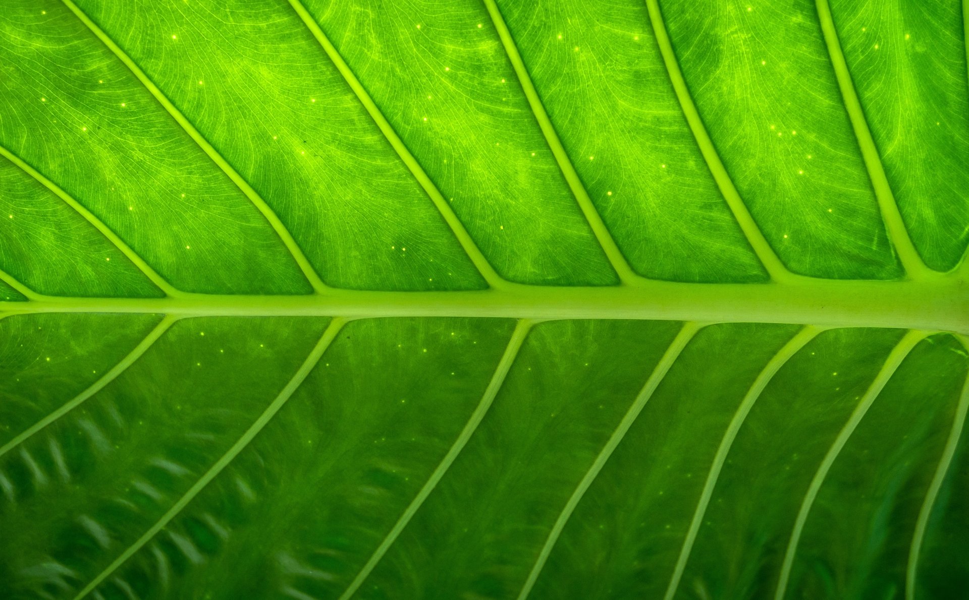4K Ultra HD Macro of Vibrant Green Leaf Nature Wallpaper