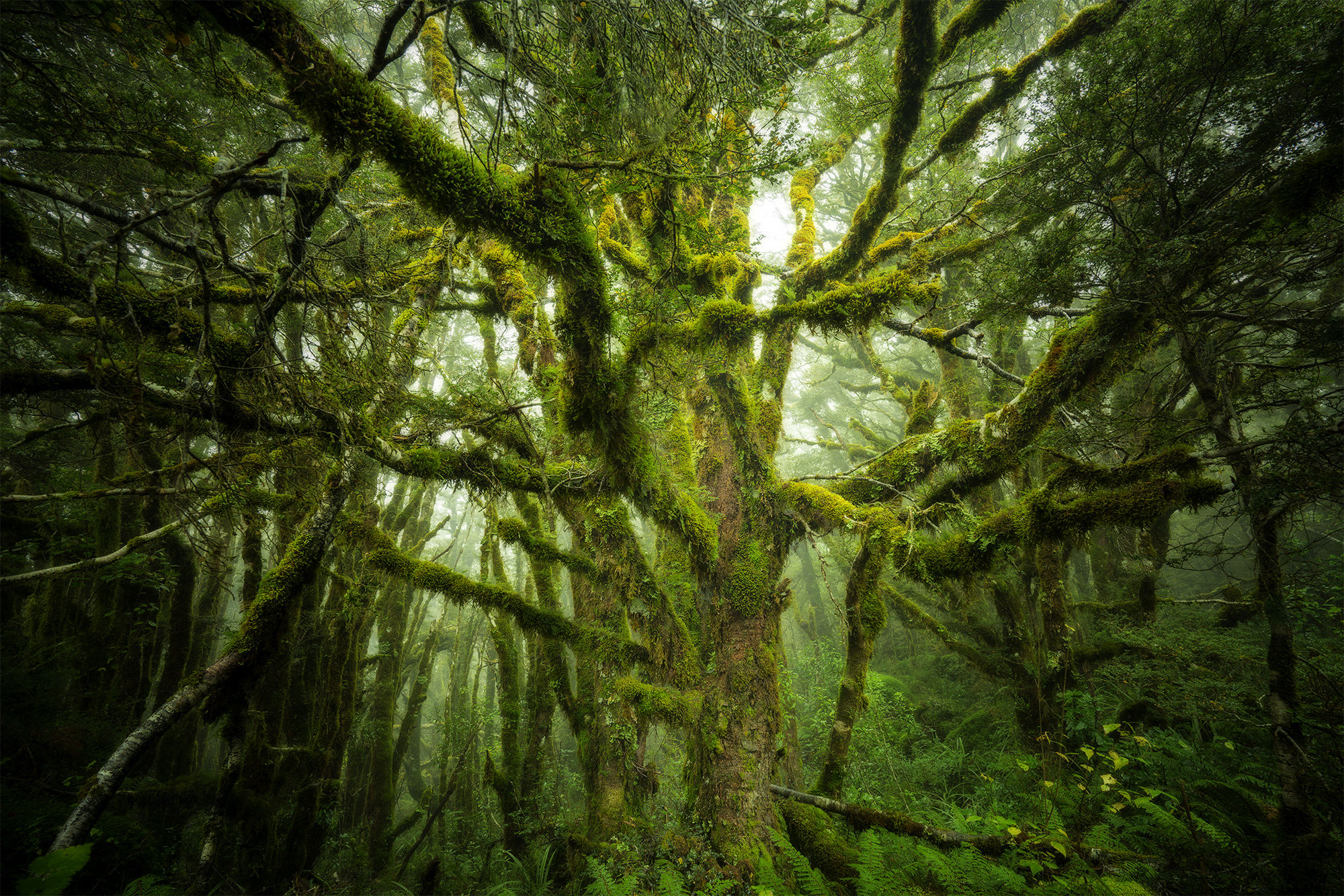 Download Moss Jungle Branch Green Nature Tree HD Wallpaper by William ...