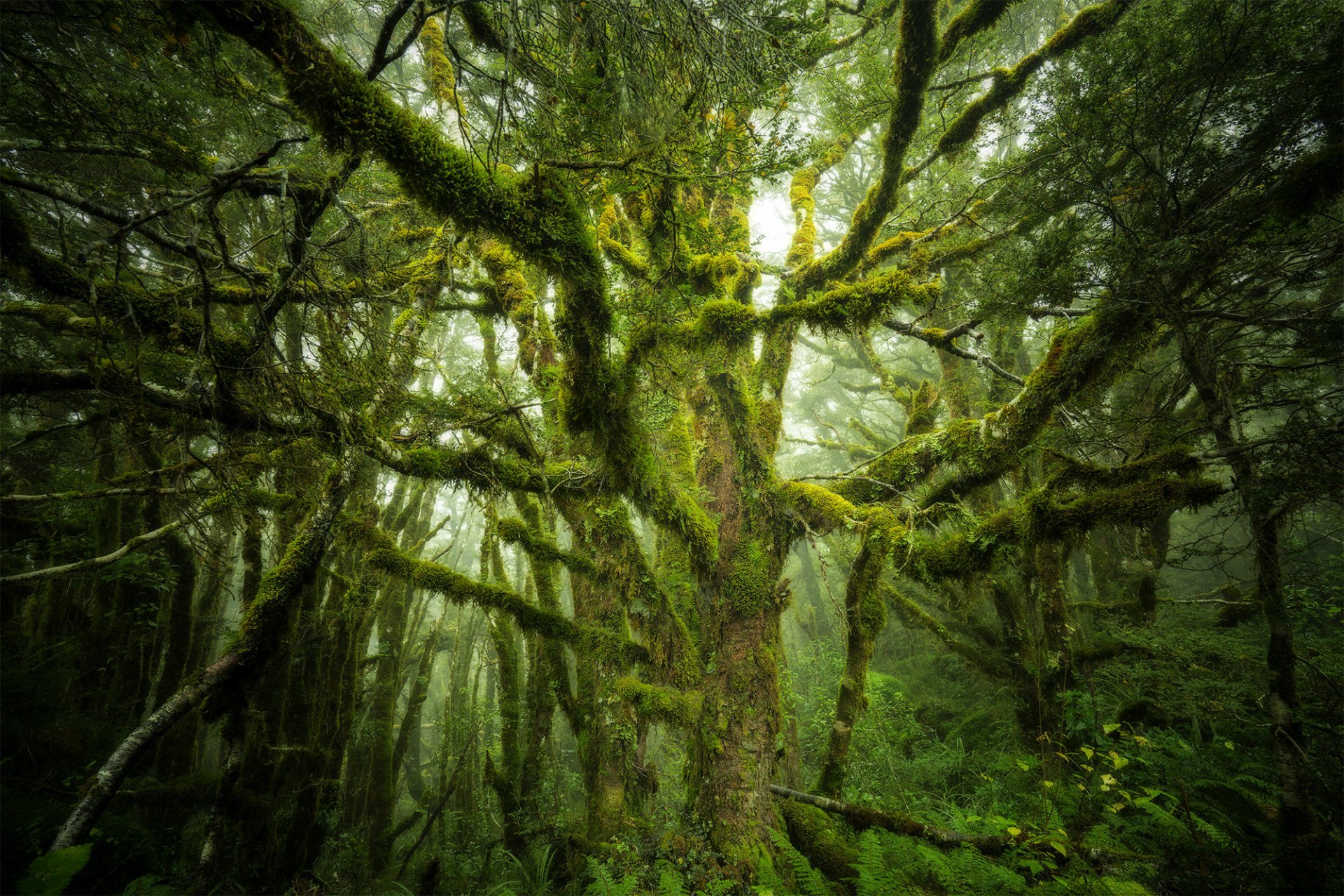 Moss-Cloaked Jungle Branch — Emerald Tree HD Wallpaper by William ...