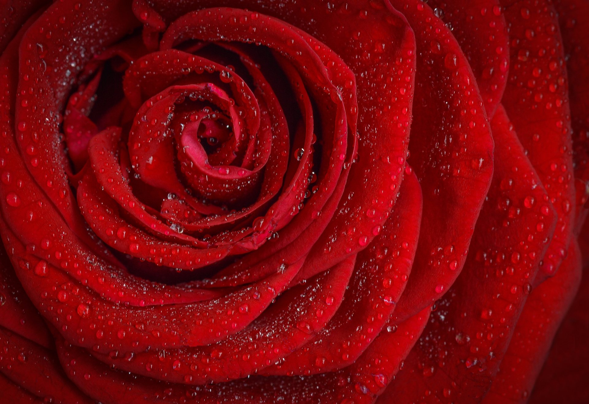 Dew-Kissed Red Rose — 4K Ultra HD Macro Wallpaper