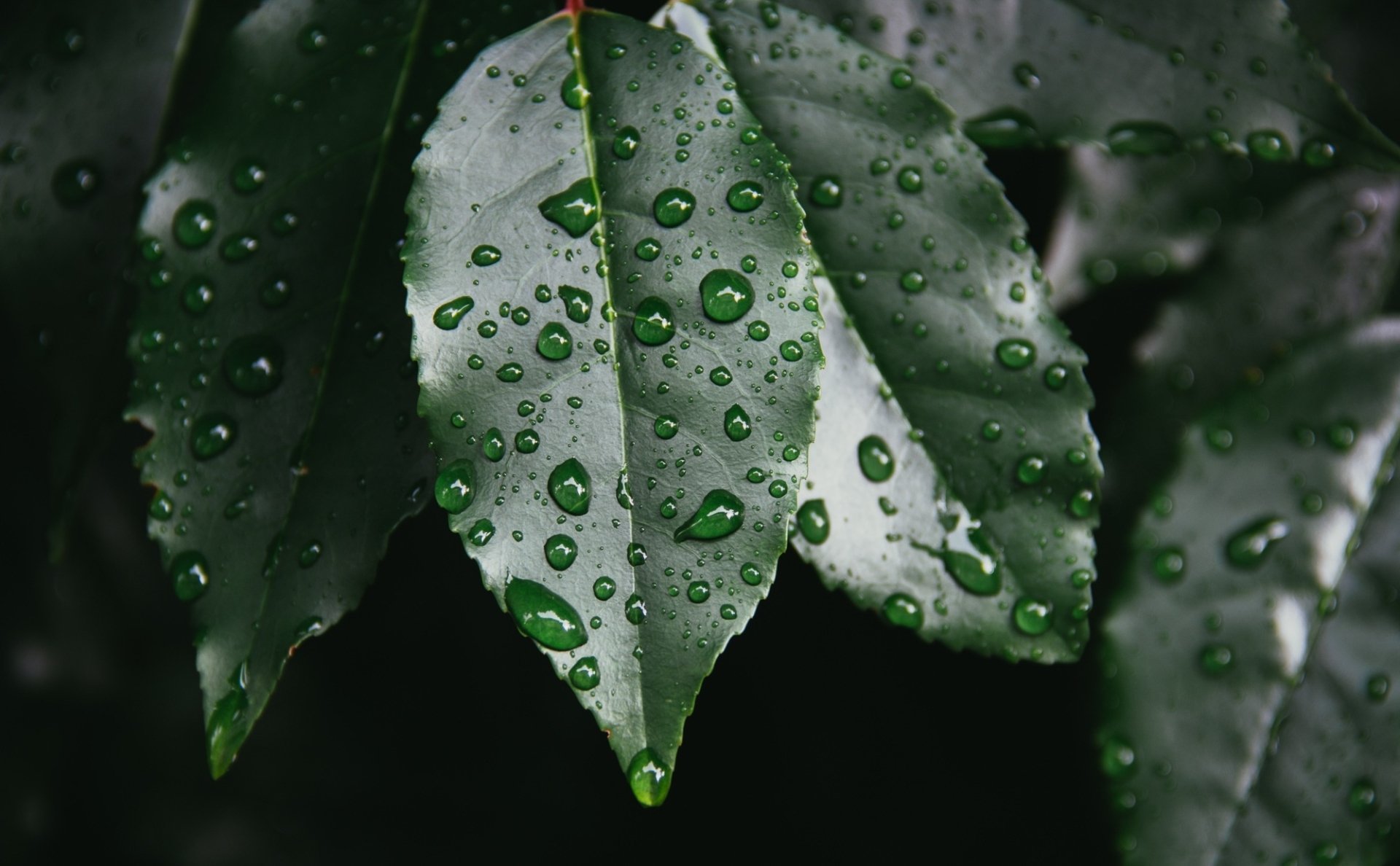 Download Green Nature Water Drop Leaf HD Wallpaper