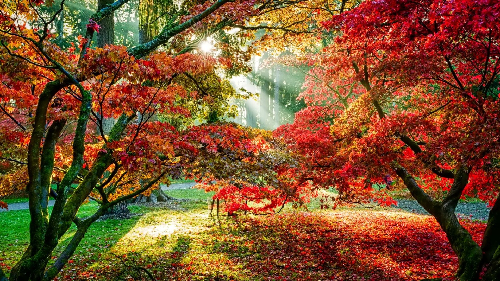 Download Sun Sunbeam Sunshine Fall Forest Park Nature Tree HD Wallpaper
