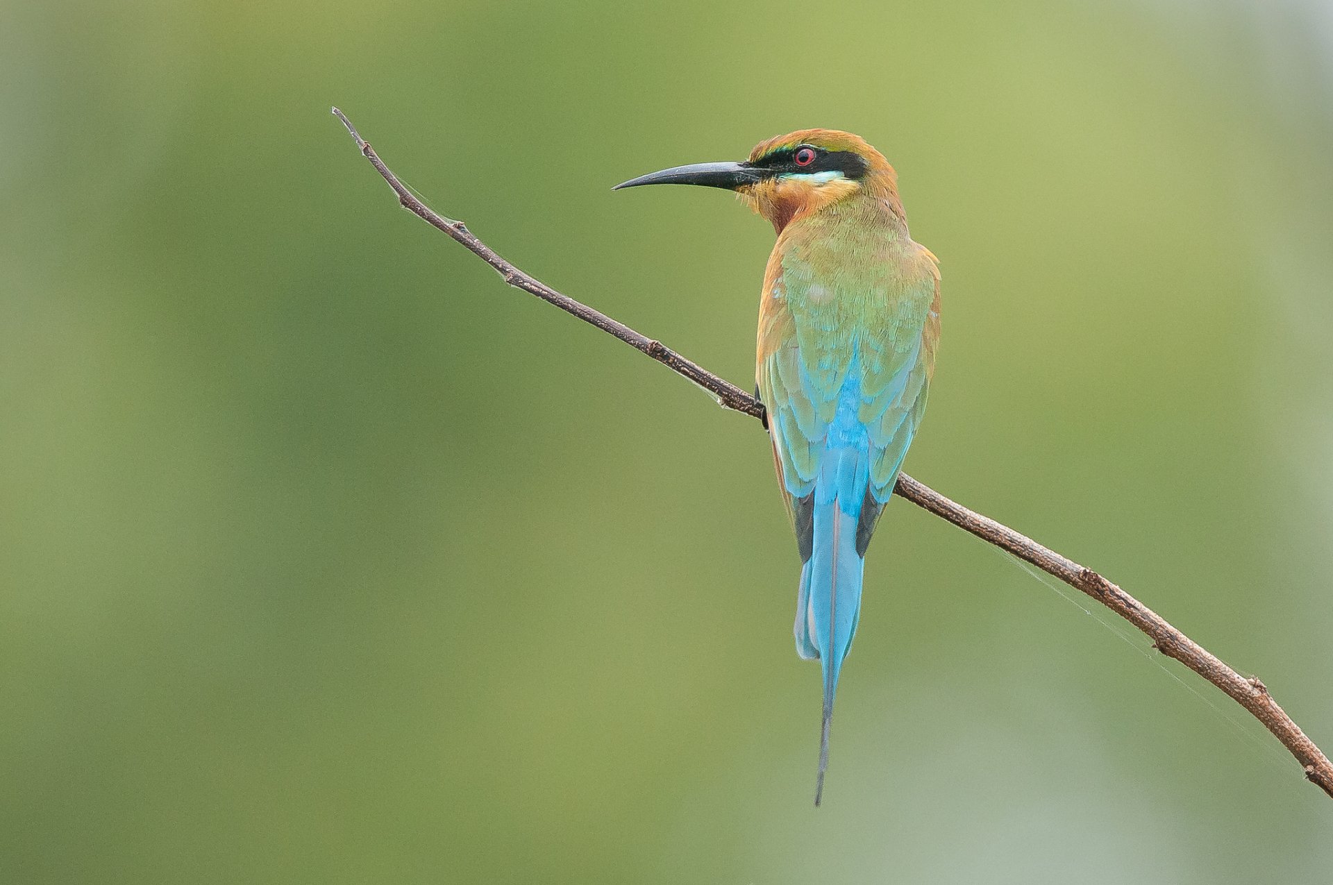 Download Bird Animal Bee-eater HD Wallpaper | 2048x1360 | Wallpaper Abyss