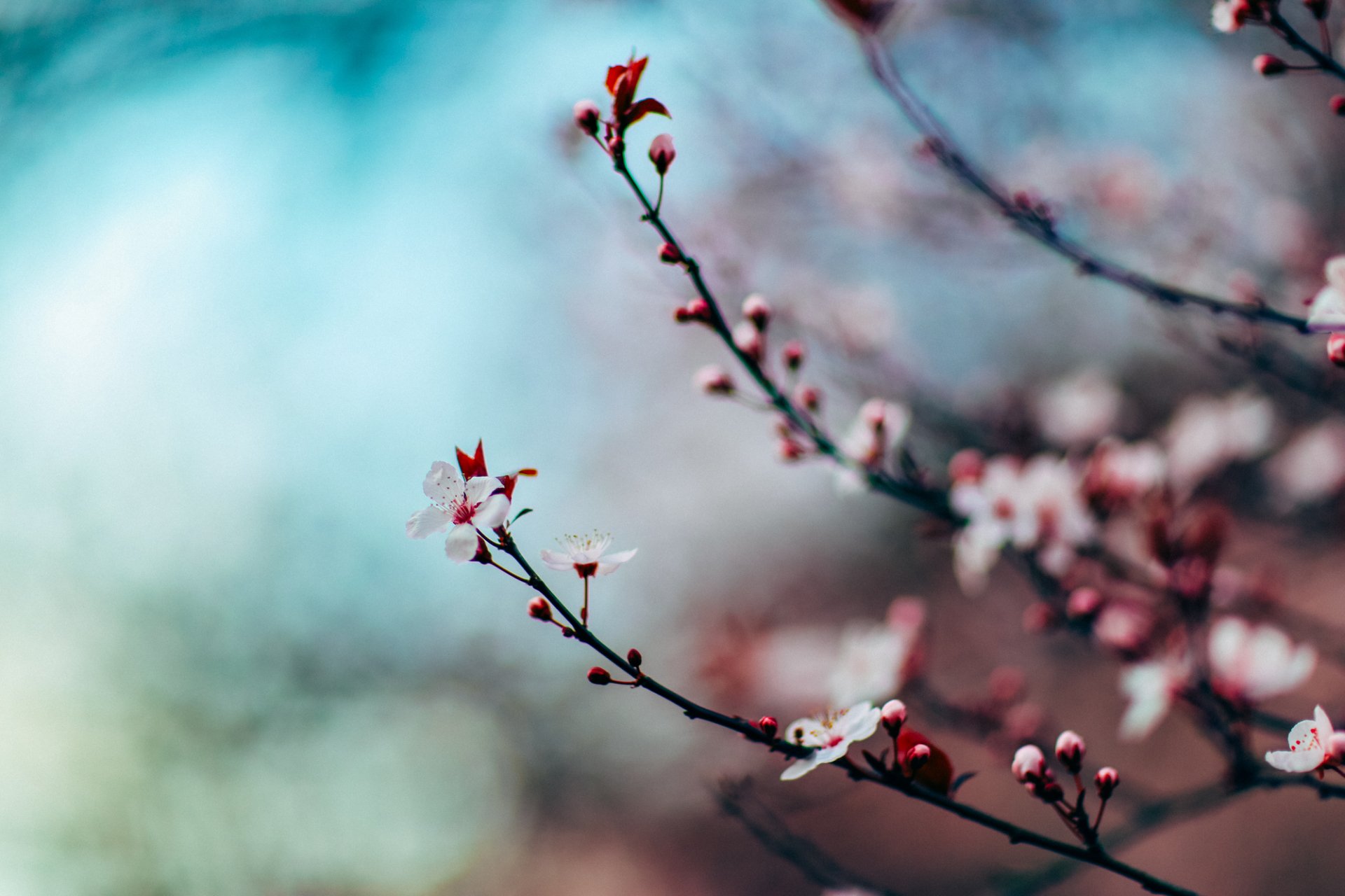 Download Spring Flower Branch Nature Blur Blossom HD Wallpaper