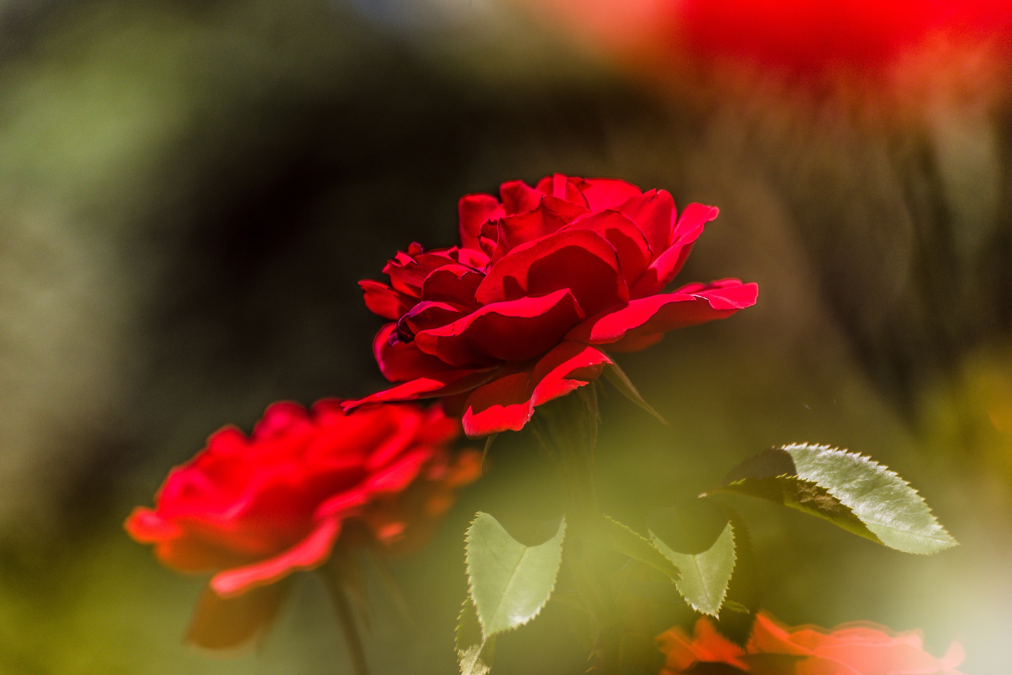 Download Flower Red Flower Red Rose Nature Rose HD Wallpaper