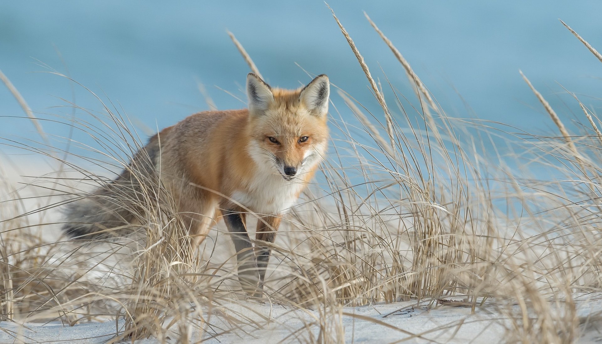 Download Sand Grass Animal Fox HD Wallpaper