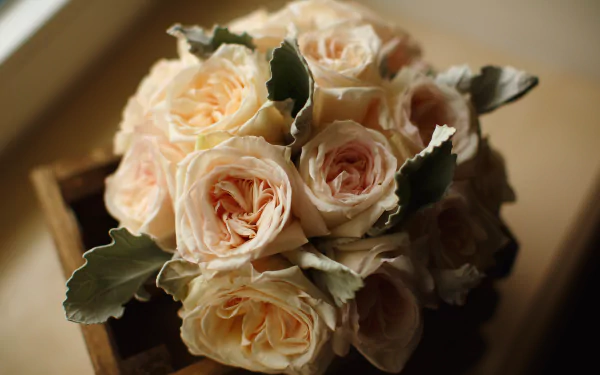 Spring Blossom: Pink Rose in Nature | 4K Ultra HD Wallpaper