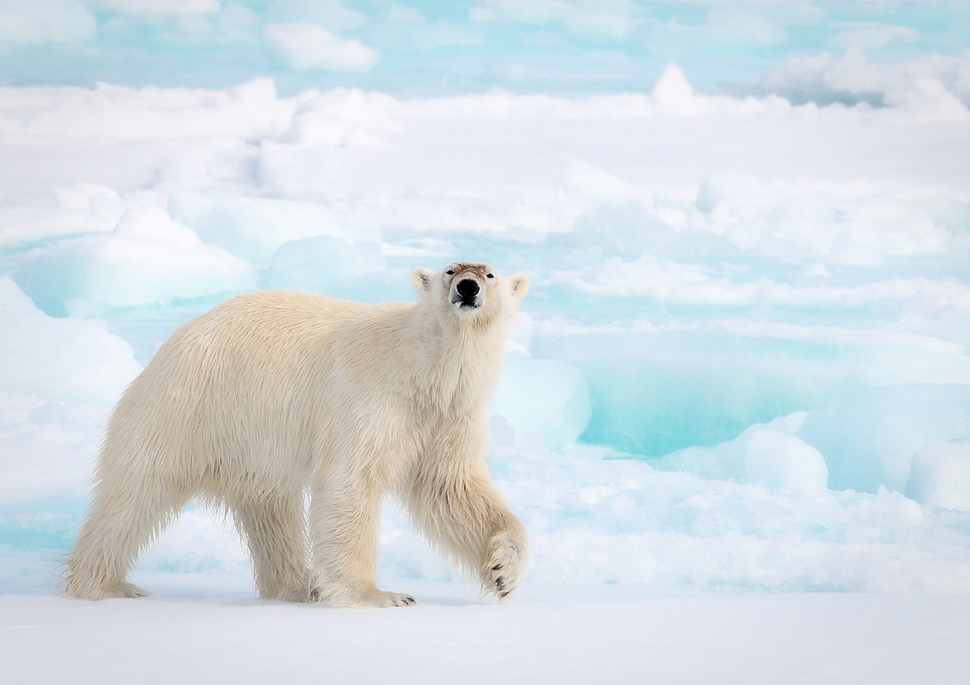 Download Ice Bear Animal Polar Bear HD Wallpaper by John Fielding