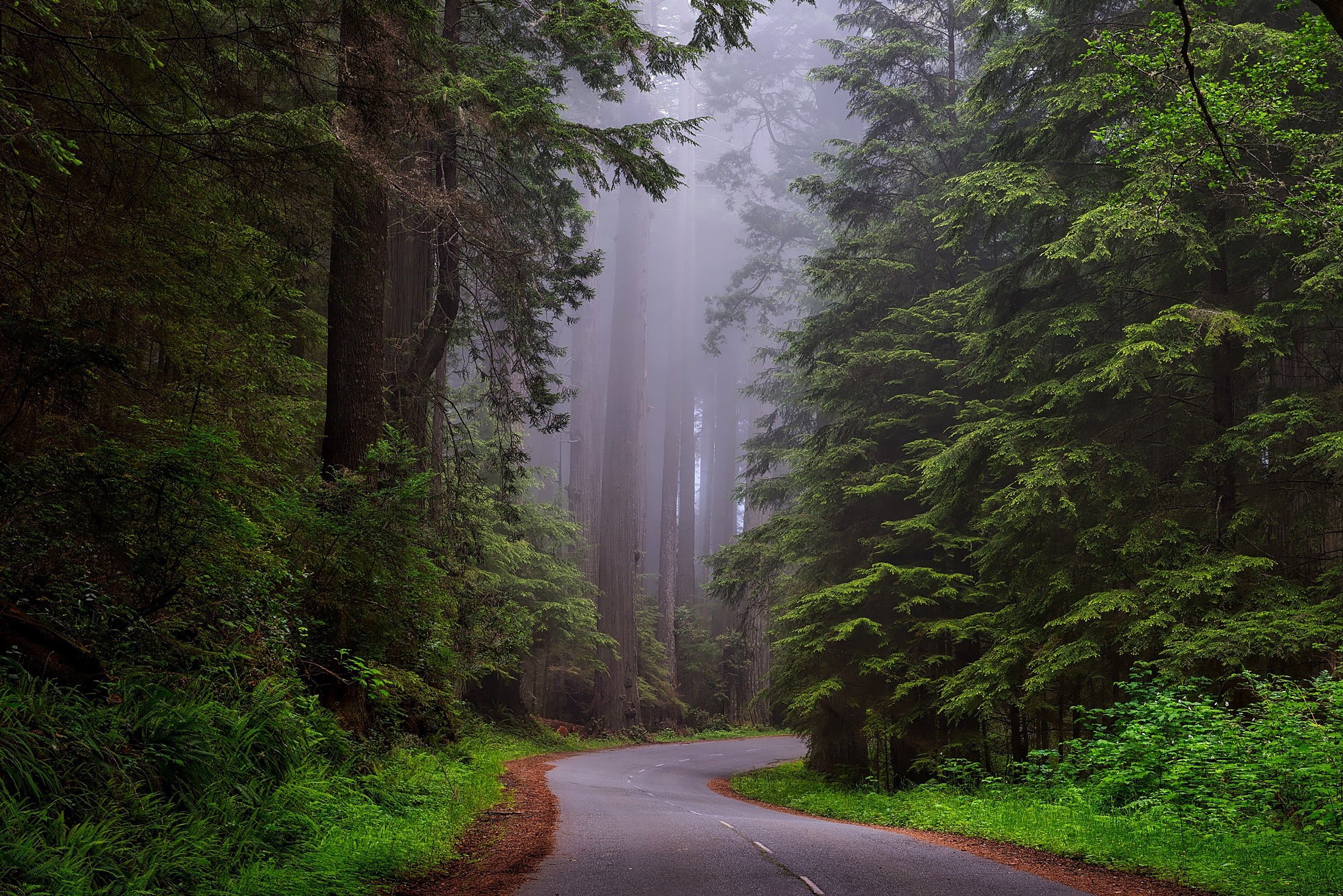 Misty Forest Road: Serene Nature Escape in HD