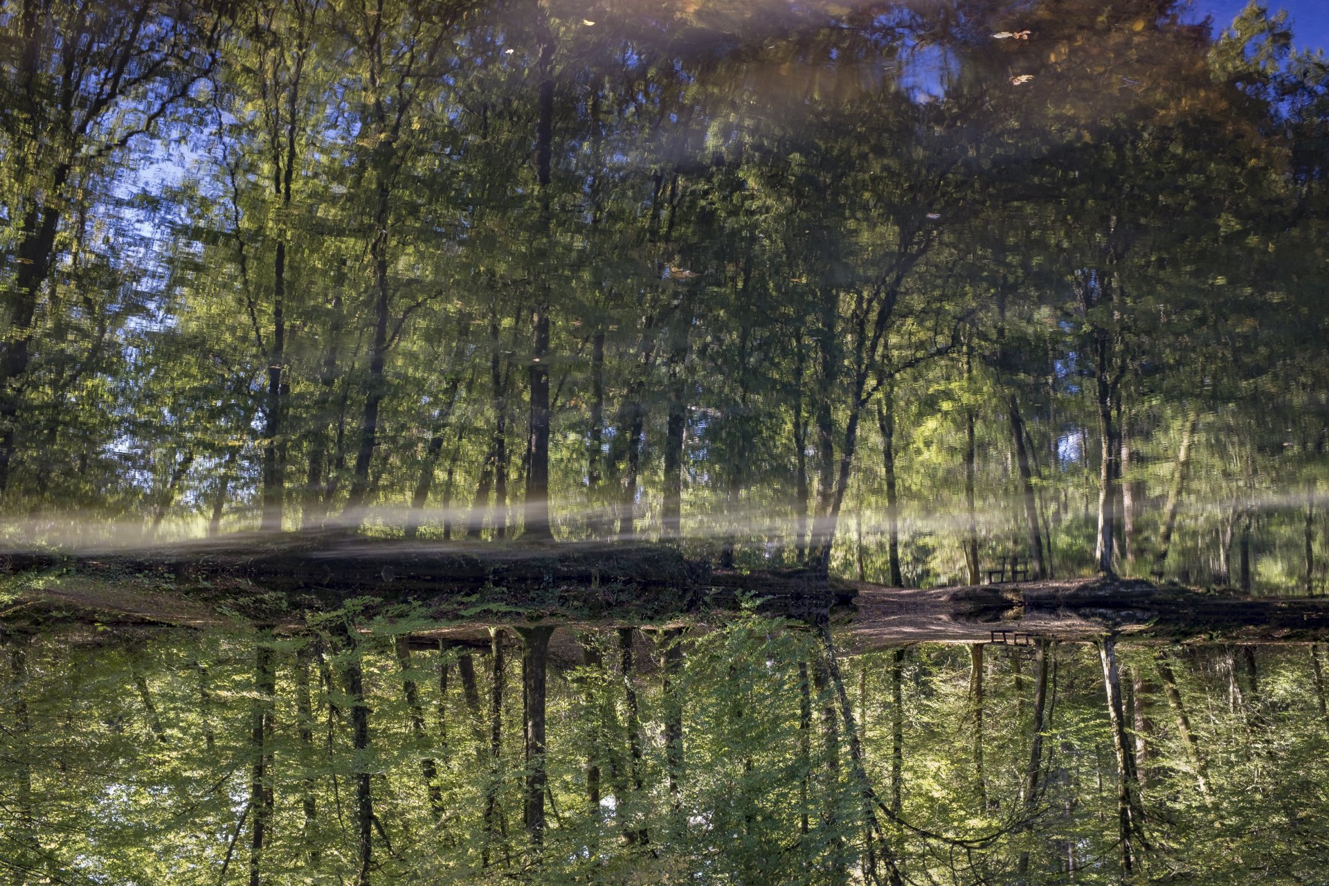 4K Ultra HD Forest Reflection: Nature’s Tranquil Mirror in the Trees by ...
