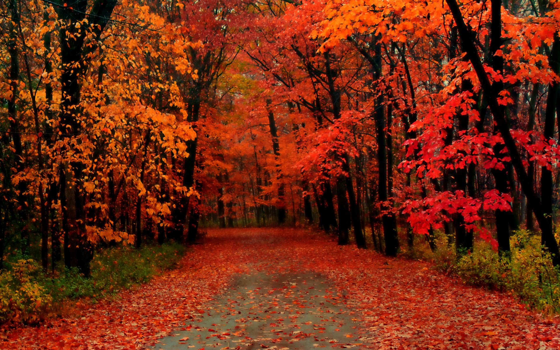 Vibrant Fall Roadway: A Colorful 4K Ultra HD Journey