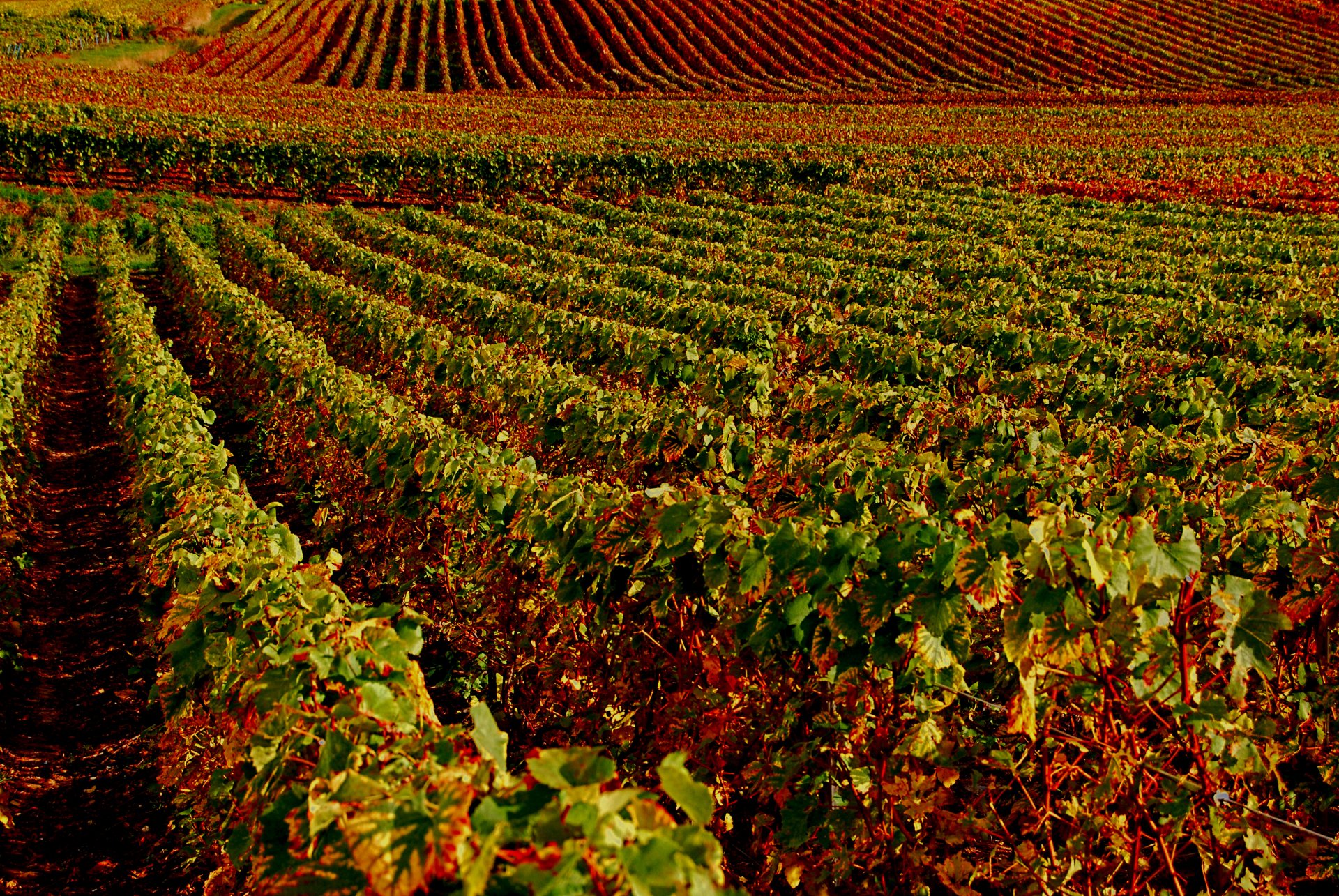 Vineyard Wallpapers And Desktop