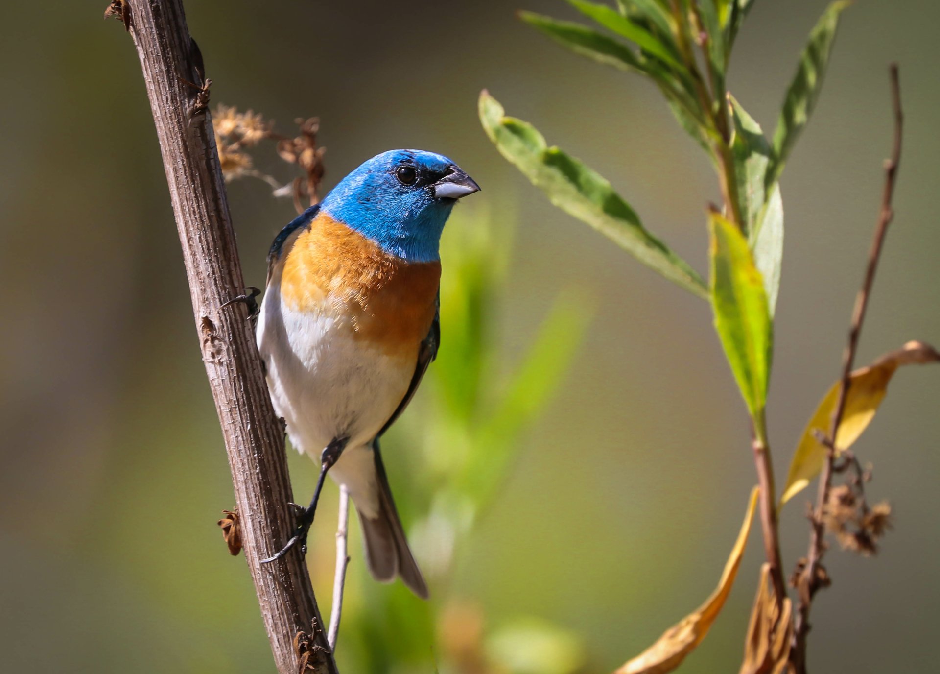 Download Lazuli Bunting Animal Bird HD Wallpaper by Pekabo