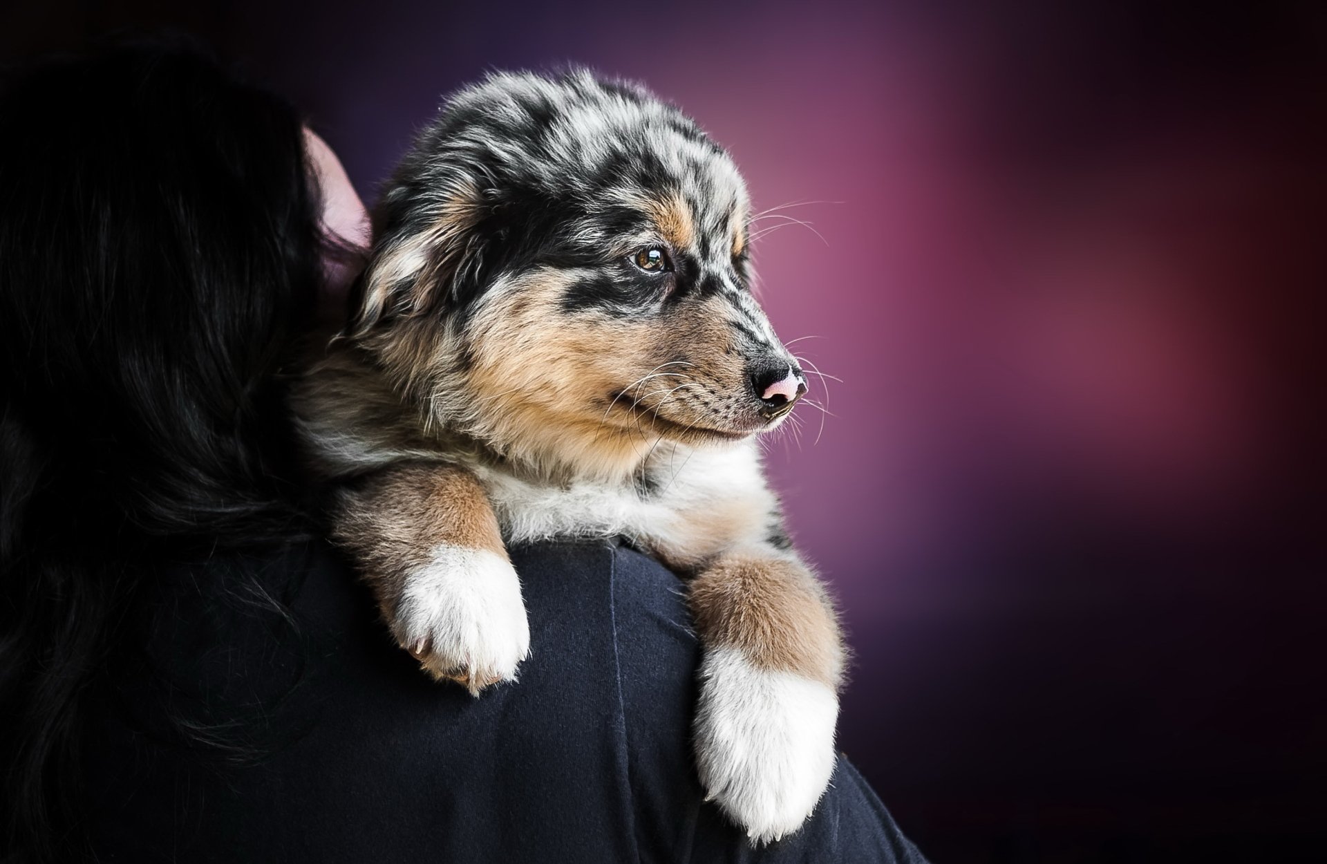 Download Baby Animal Cute Australian Shepherd Dog Animal Puppy HD Wallpaper