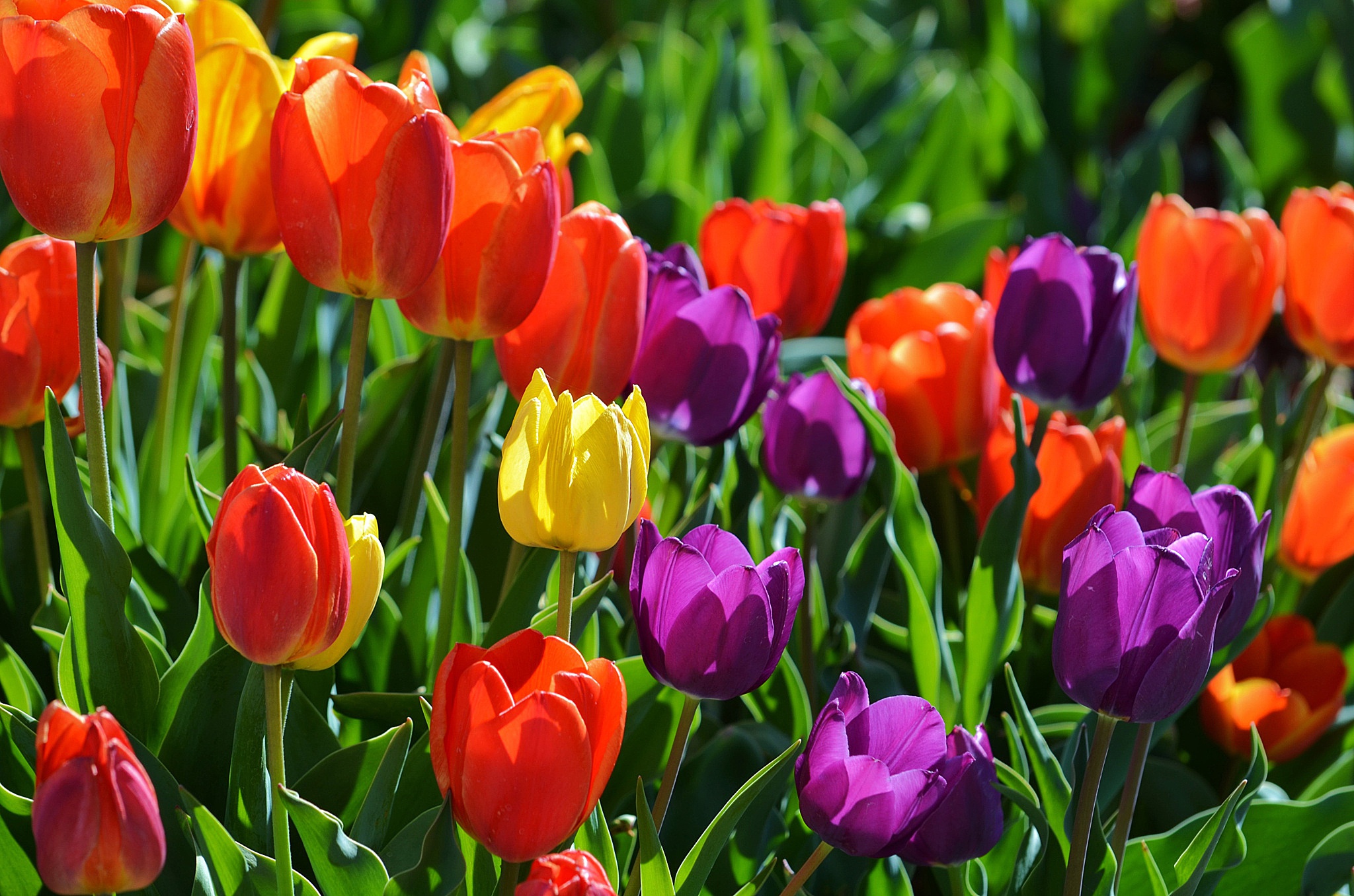 Download Purple Flower Yellow Flower Red Flower Nature Flower Tulip HD ...