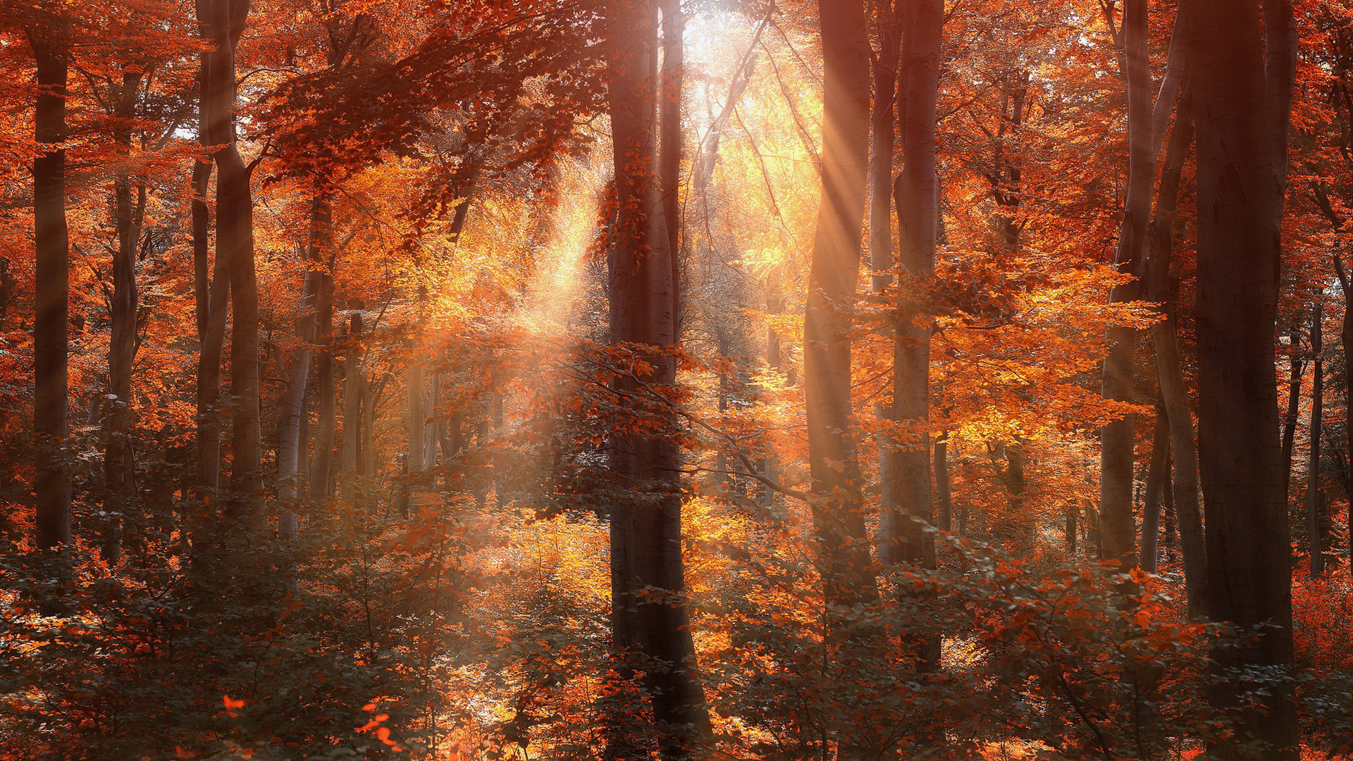 Download Sun Sunbeam Sunshine Fall Tree Nature Forest HD Wallpaper