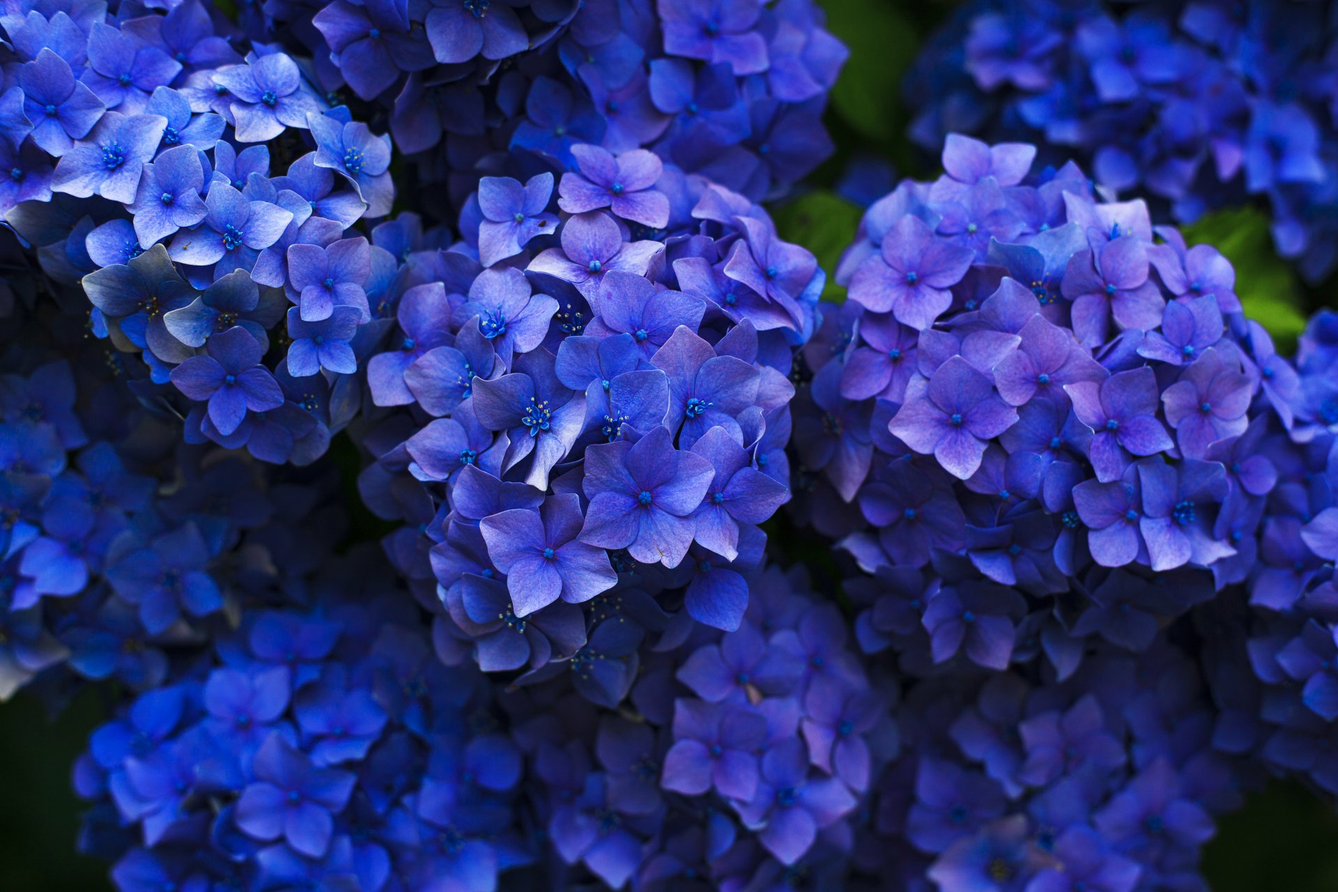 4K Ultra HD Blue Hydrangea Bloom – Nature’s Vibrant Floral Masterpiece ...