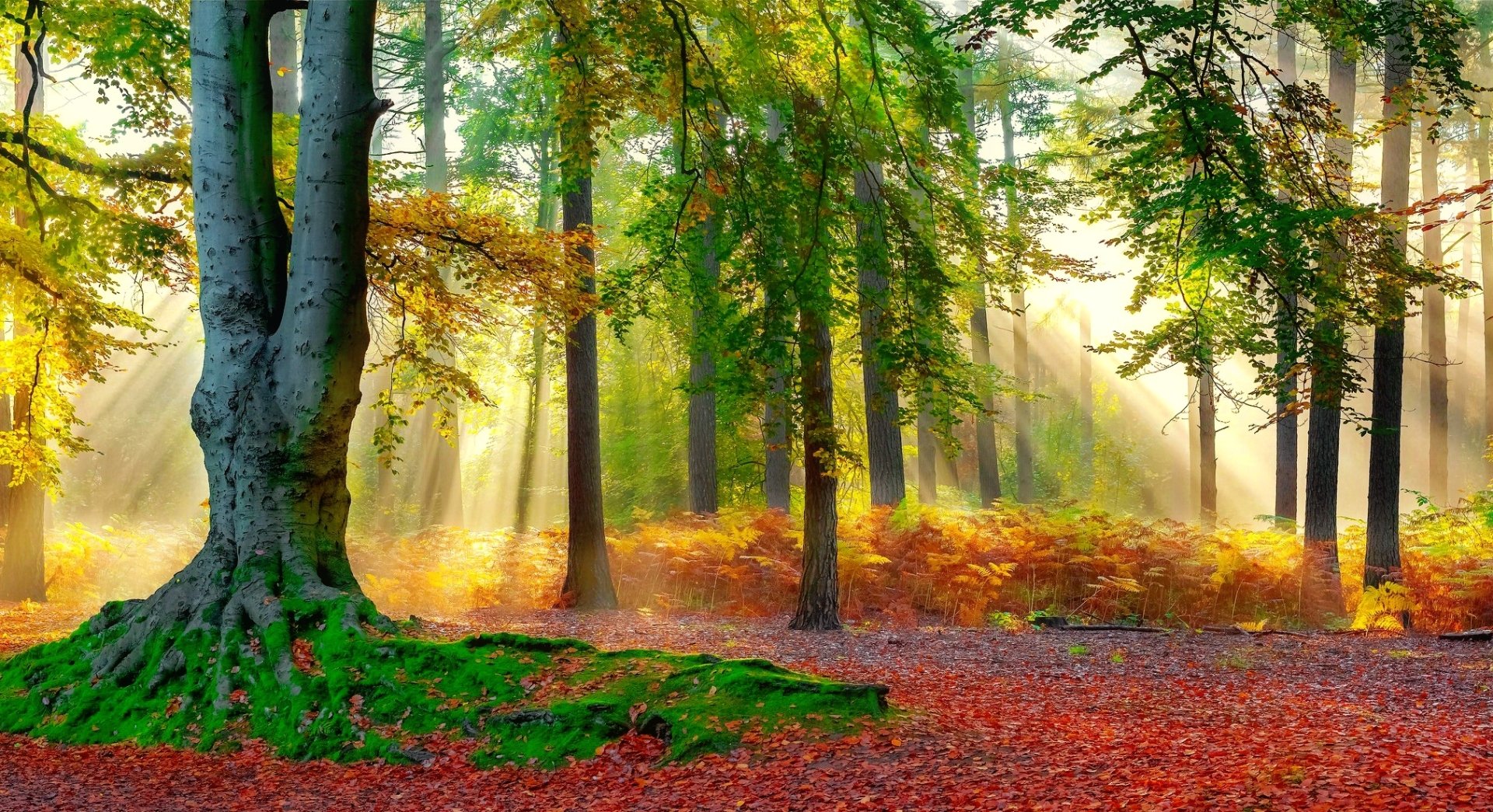 Sunshine And Fall Leaves Desktop Wallpaper
