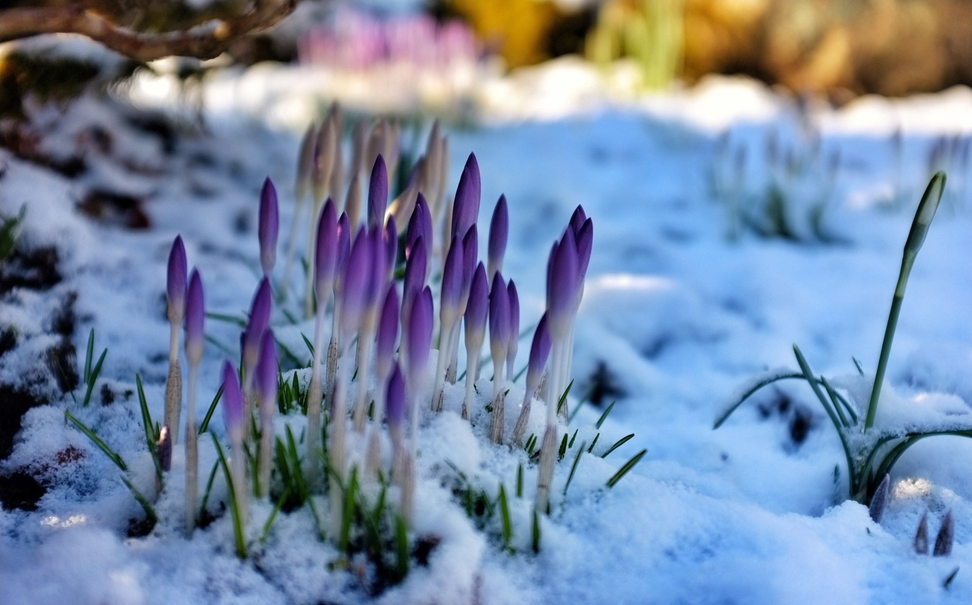 Download Flower Purple Flower Nature Snow Snowdrop Crocus 4k Ultra HD ...