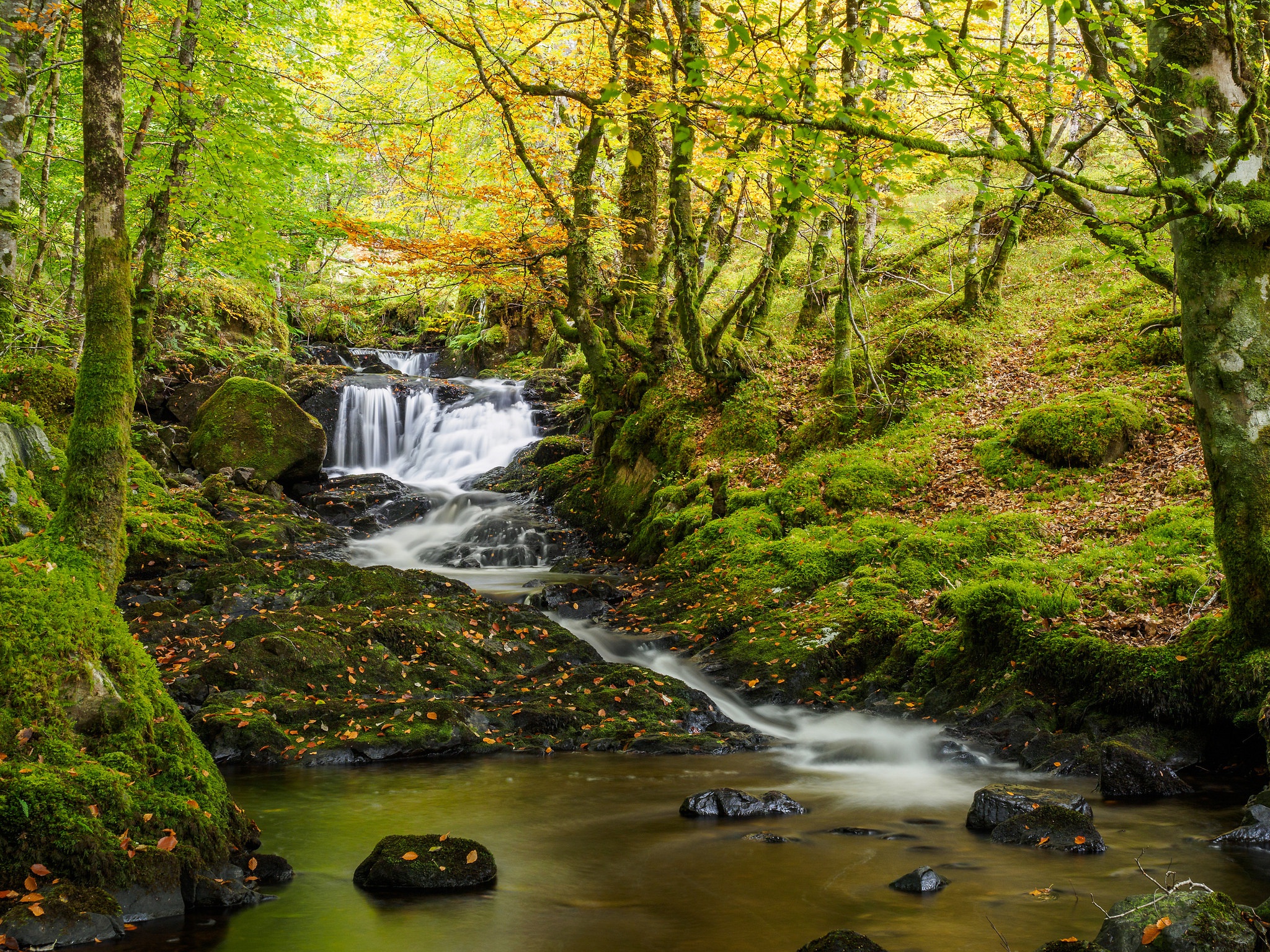 Download Moss Forest Nature Stream HD Wallpaper