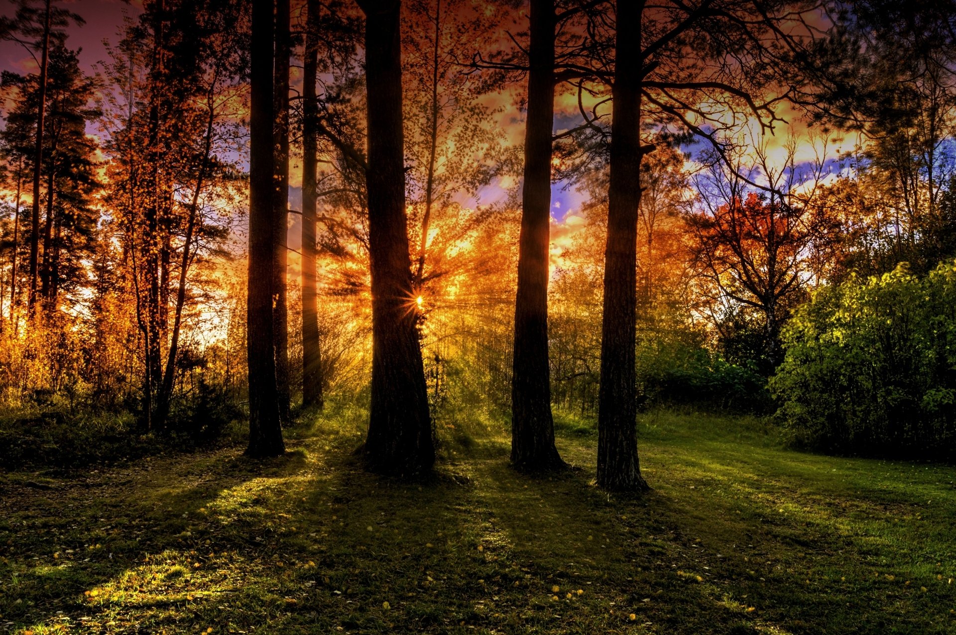 Download Grass Tree Nature Sunbeam HD Wallpaper