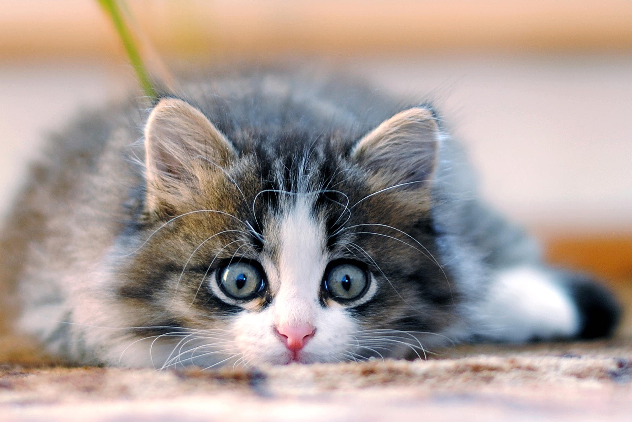 Cat HD Wallpaper