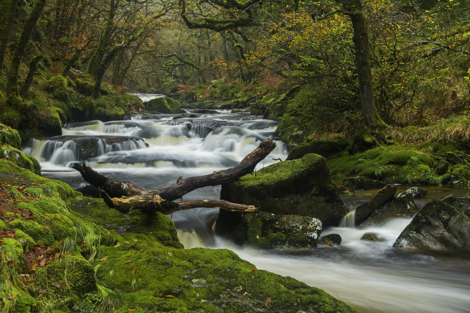 Serene Forest Stream: Moss-Covered River Foam in HD Nature Wallpaper