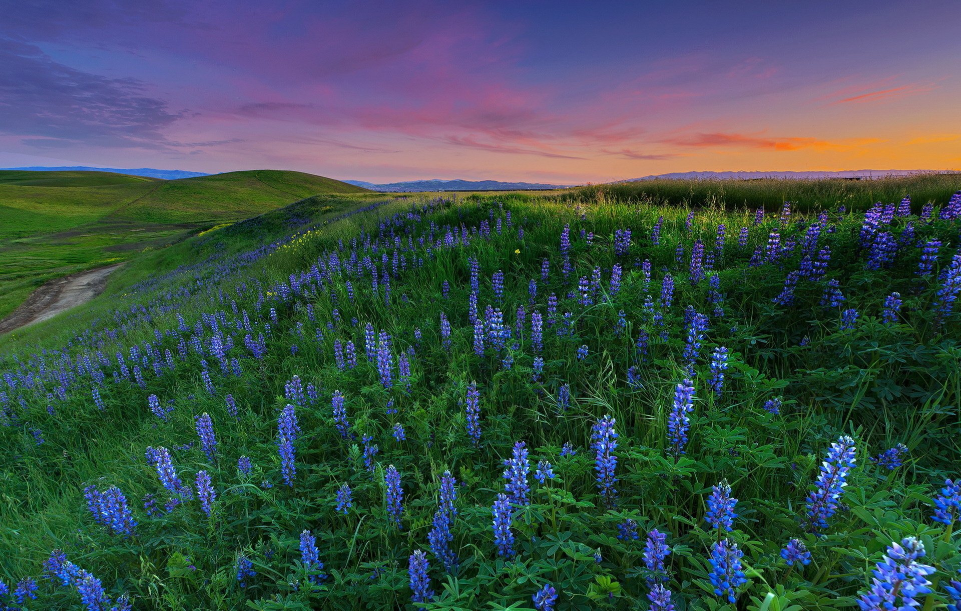 Download Landscape Purple Flower Path Field Flower Nature Lupine 4k ...